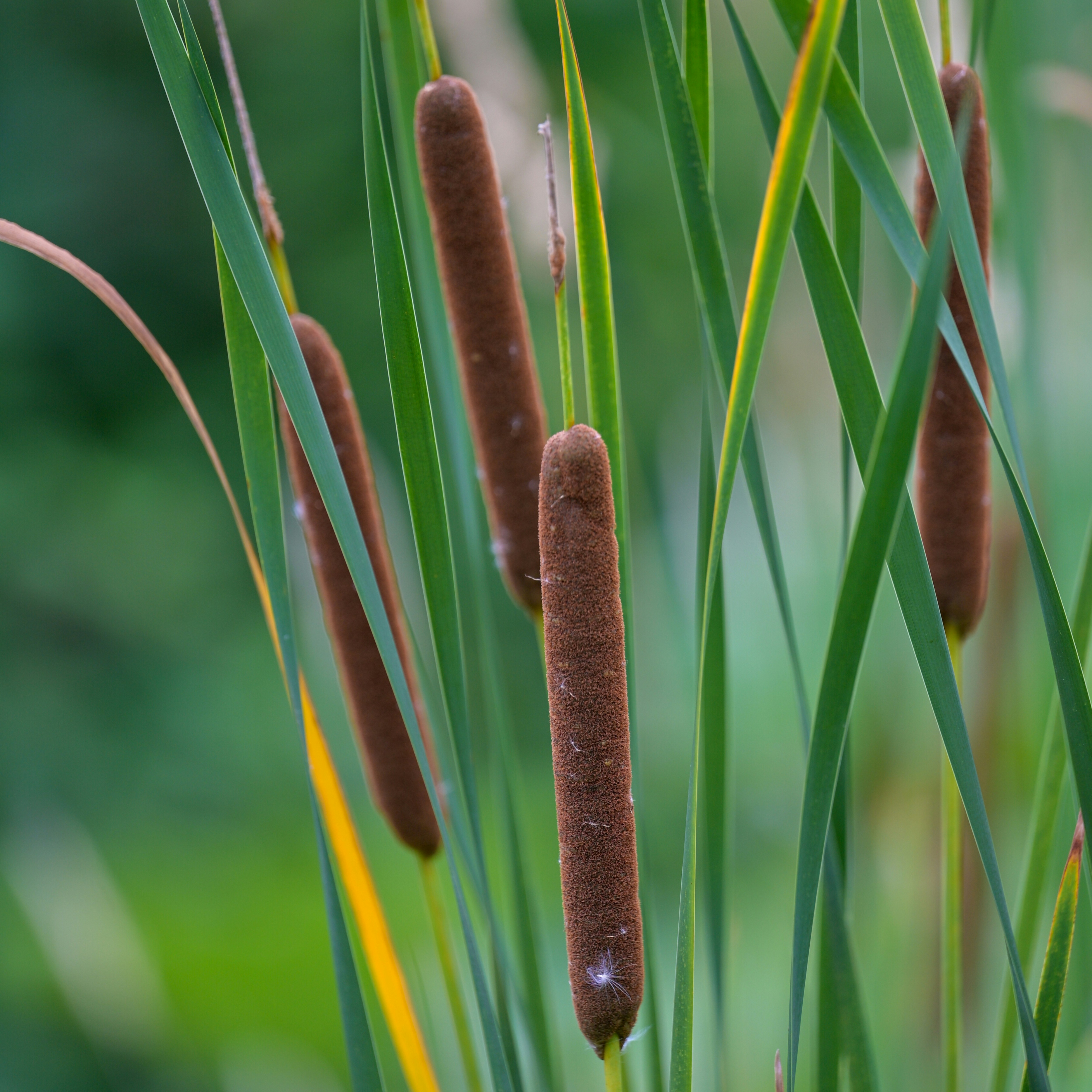 Tall cattails rise amidst lush green foliage, showcasing their unique brown cylindrical flower spikes. A serene representation of wetland flora.