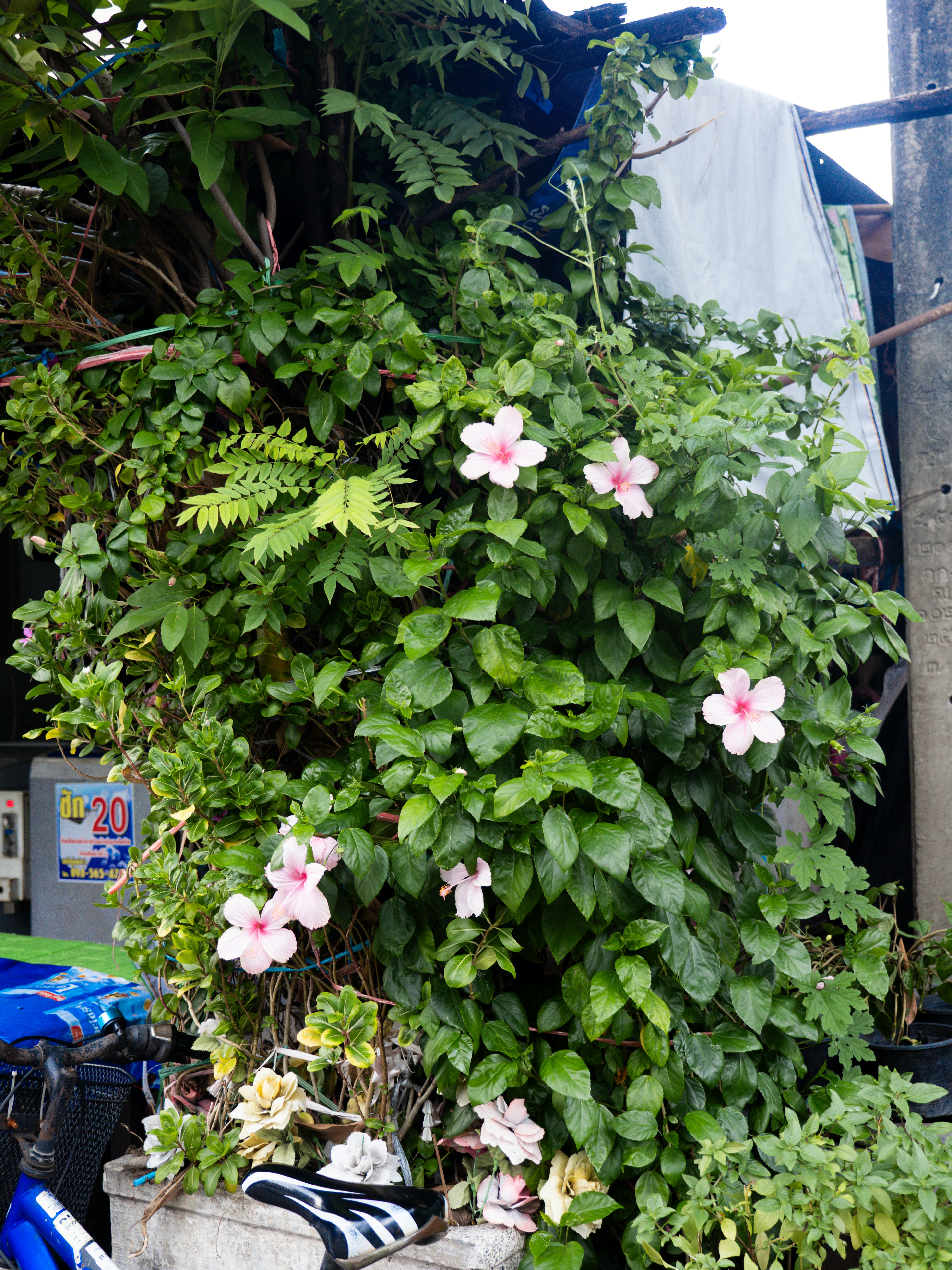 Pink Hibiscus Blooming Through Urban Greenery