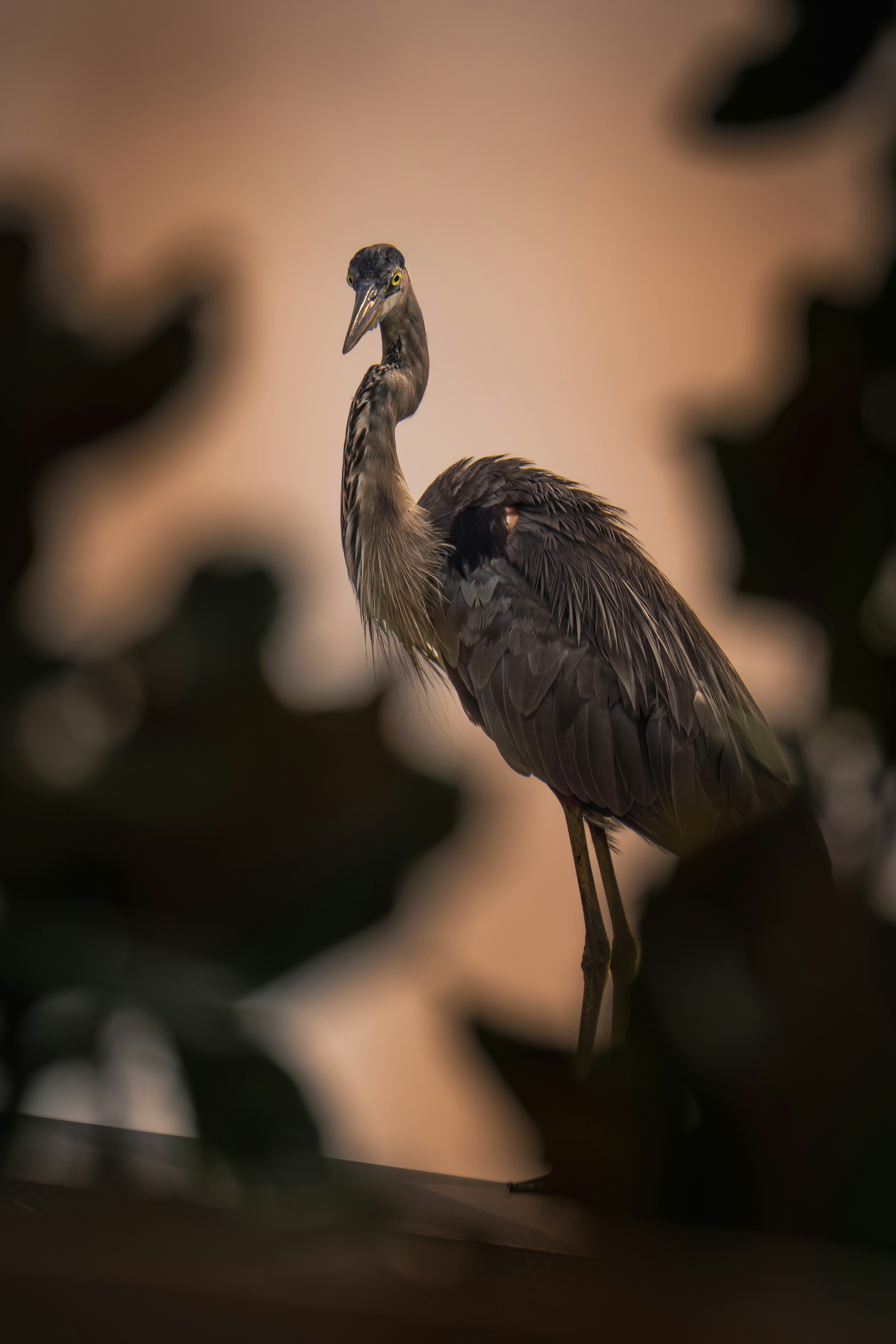 A great blue heron poised elegantly amidst foliage, showcasing its intricate plumage against a softly blurred background.