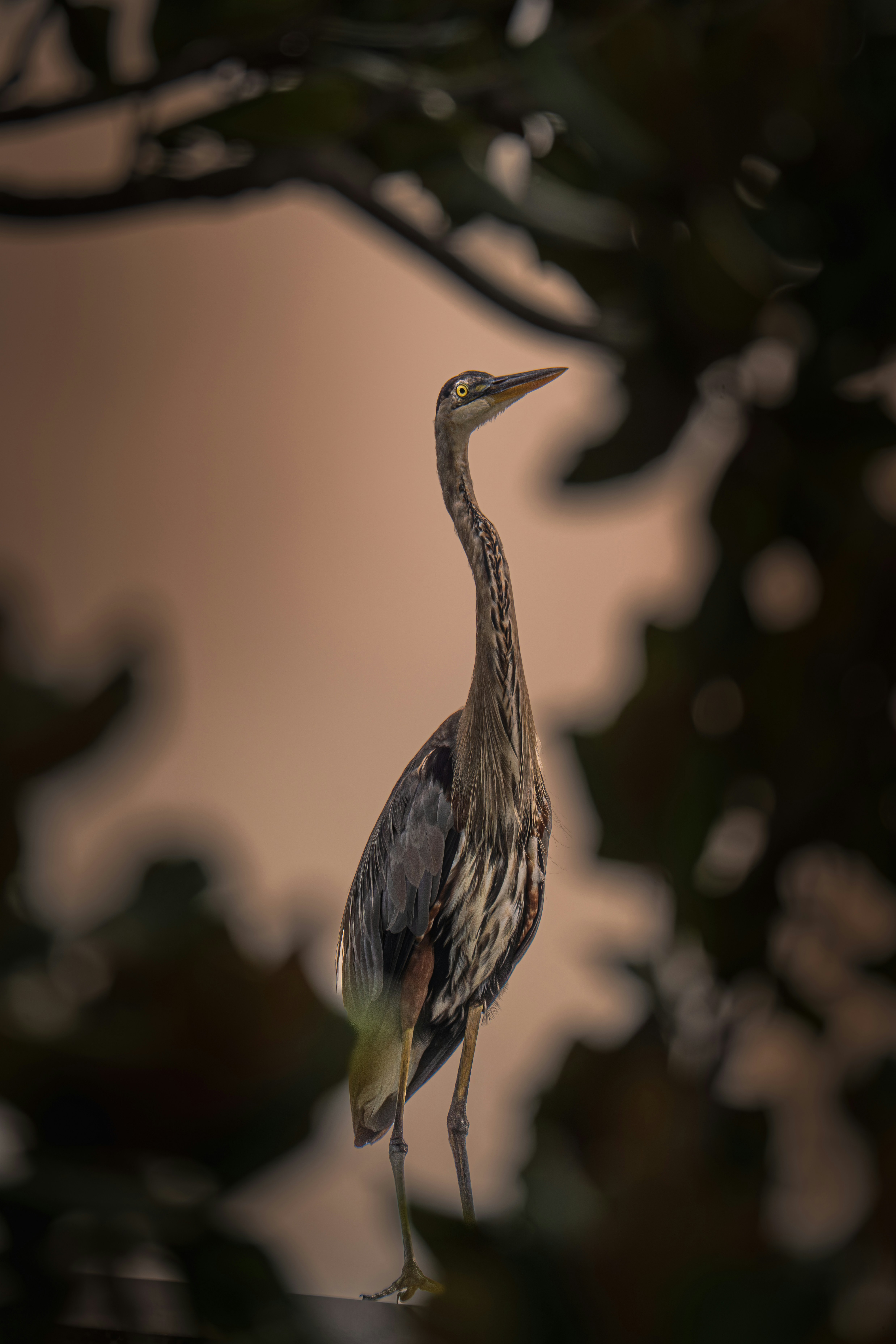 Dusk-Lit Heron: Poised in Velvet Foliage