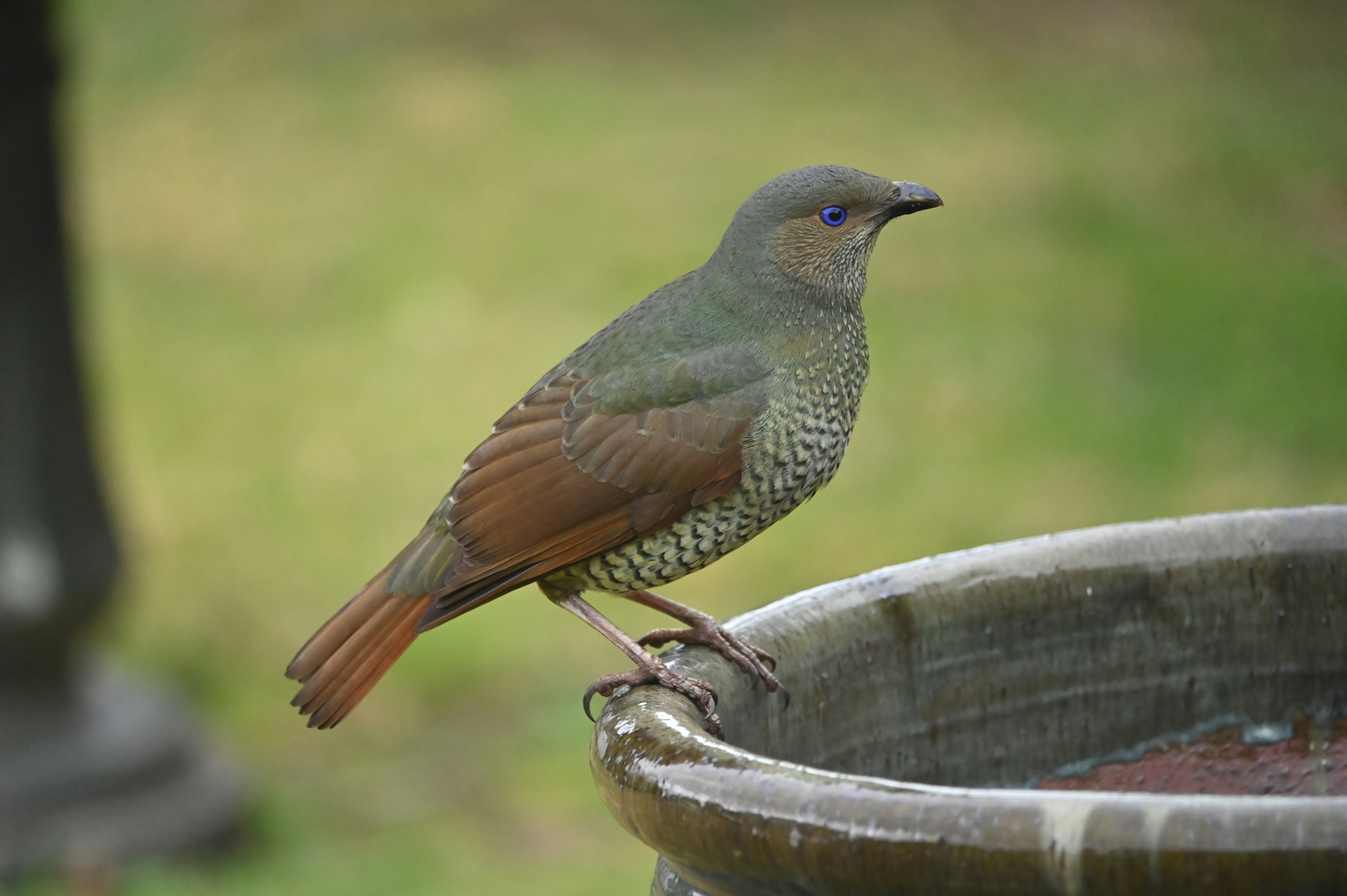 Female Satin bowerbird on the rim. | A colorful bird perches on a birdbath.
