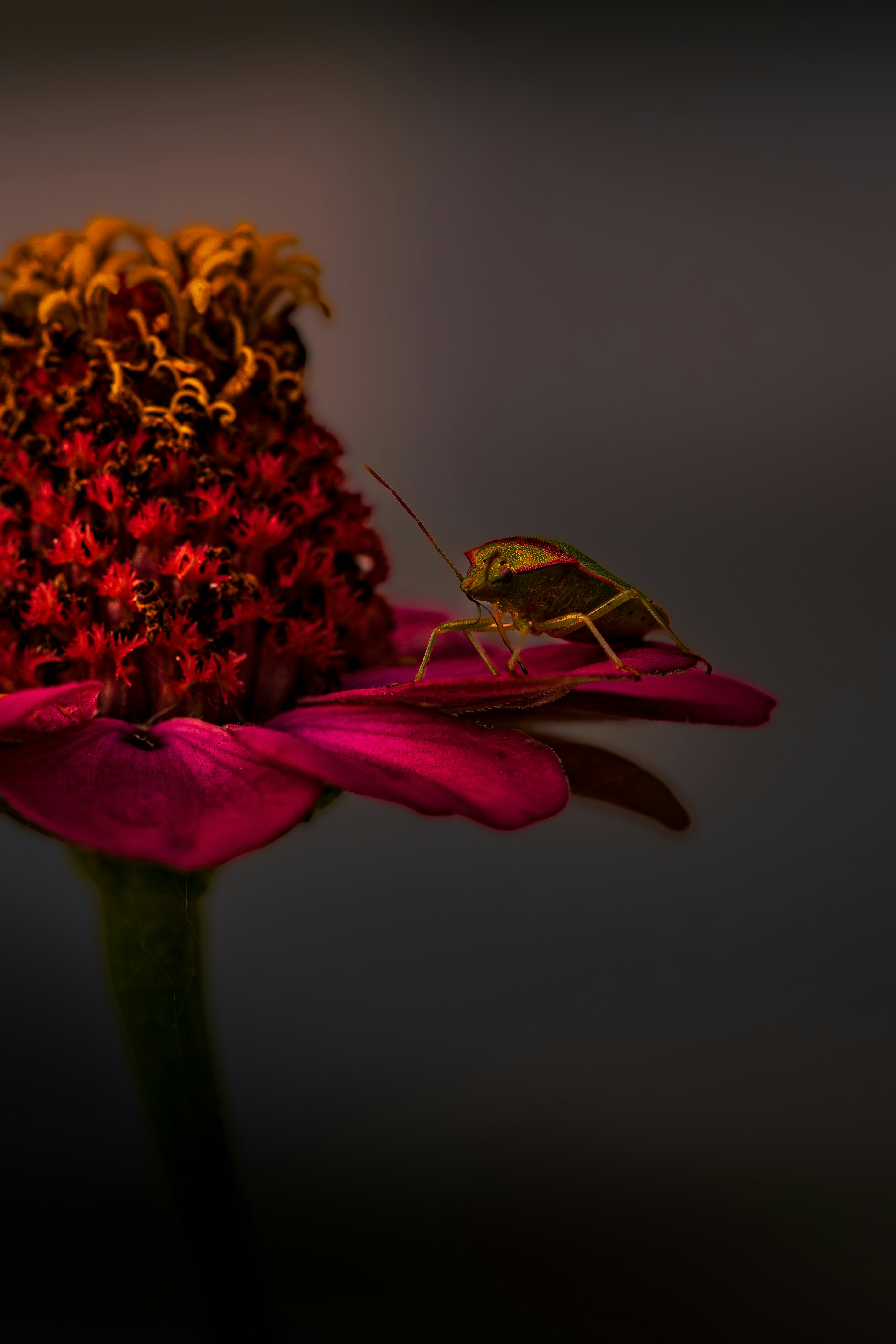 Nature's Tiny Guardian: A Close Encounter