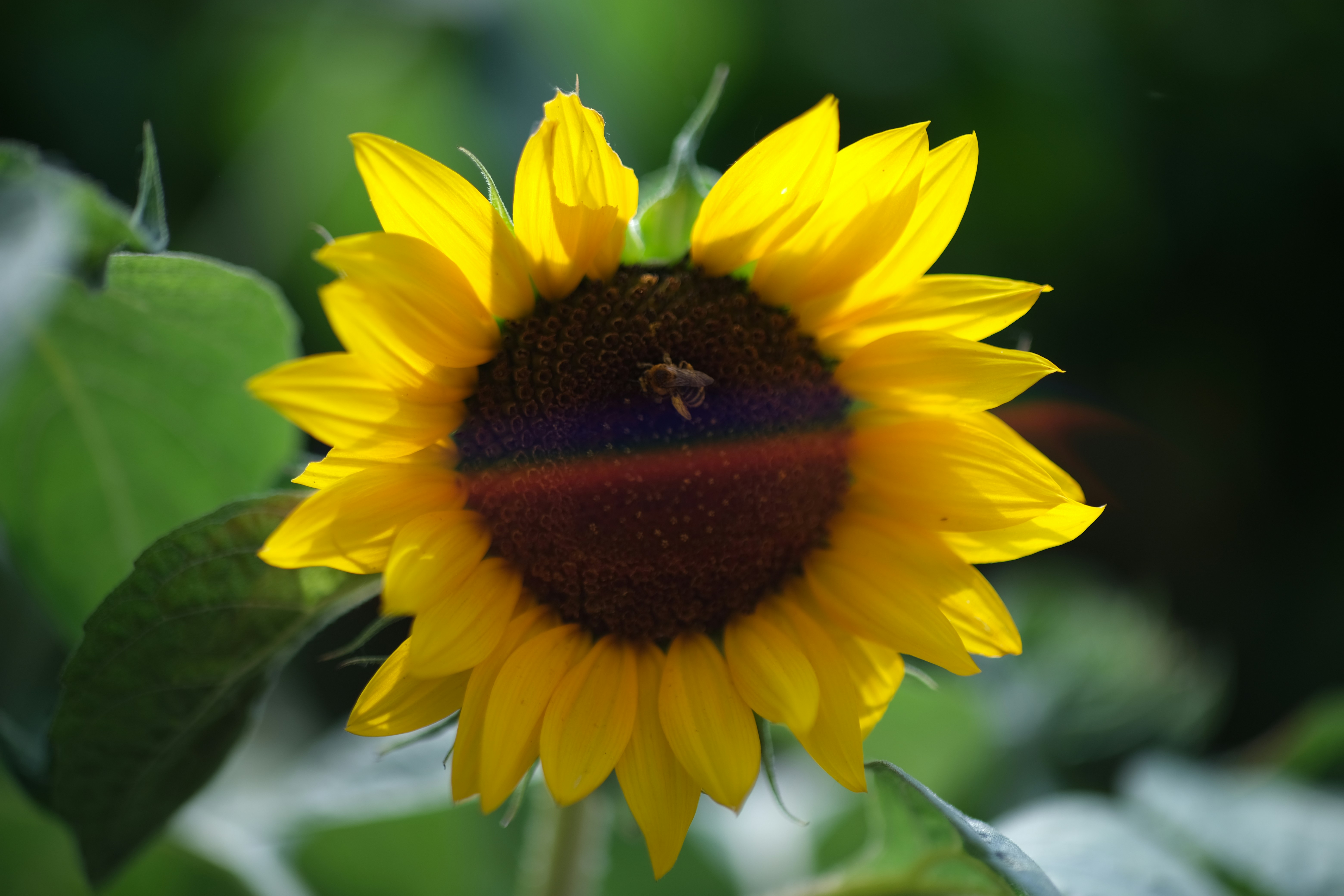 Golden Embrace of Summer