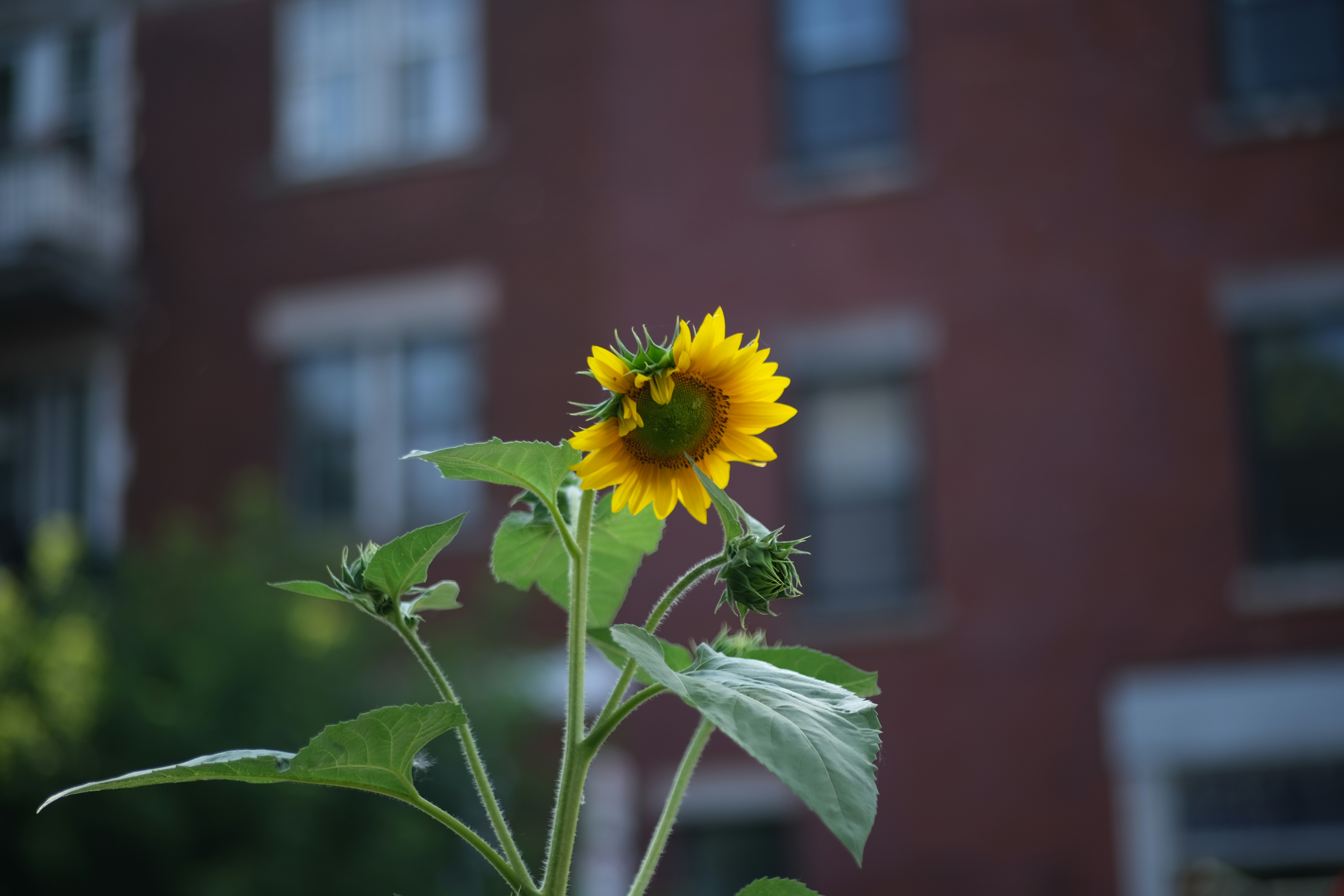 Urban Sunflower: A Bold Bloom Framed by Brick