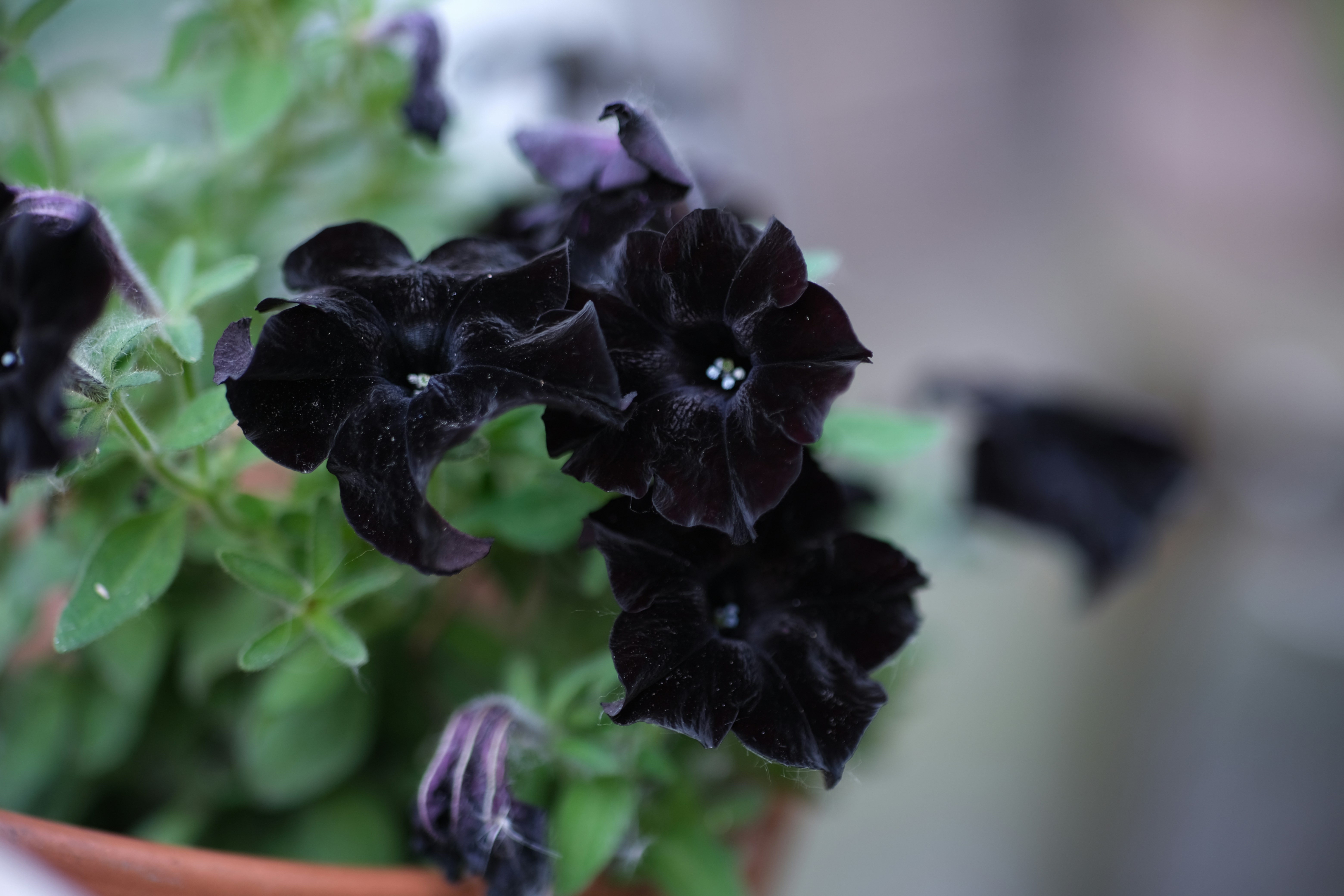 Enigmatic Blooms: The Allure of Dark Petunias