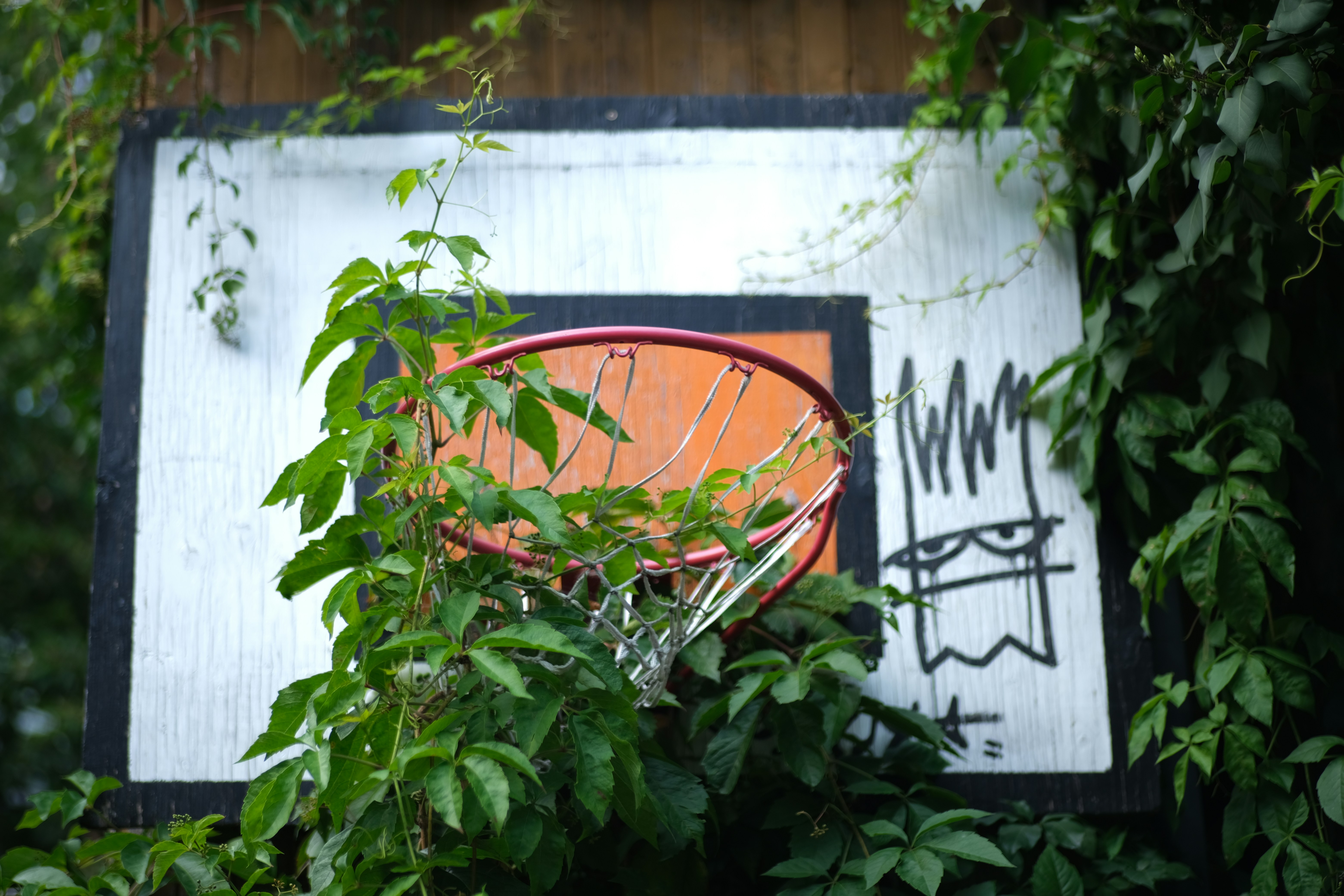 Vines Claim a Defiant Hoop Against Graffiti-Backboard
