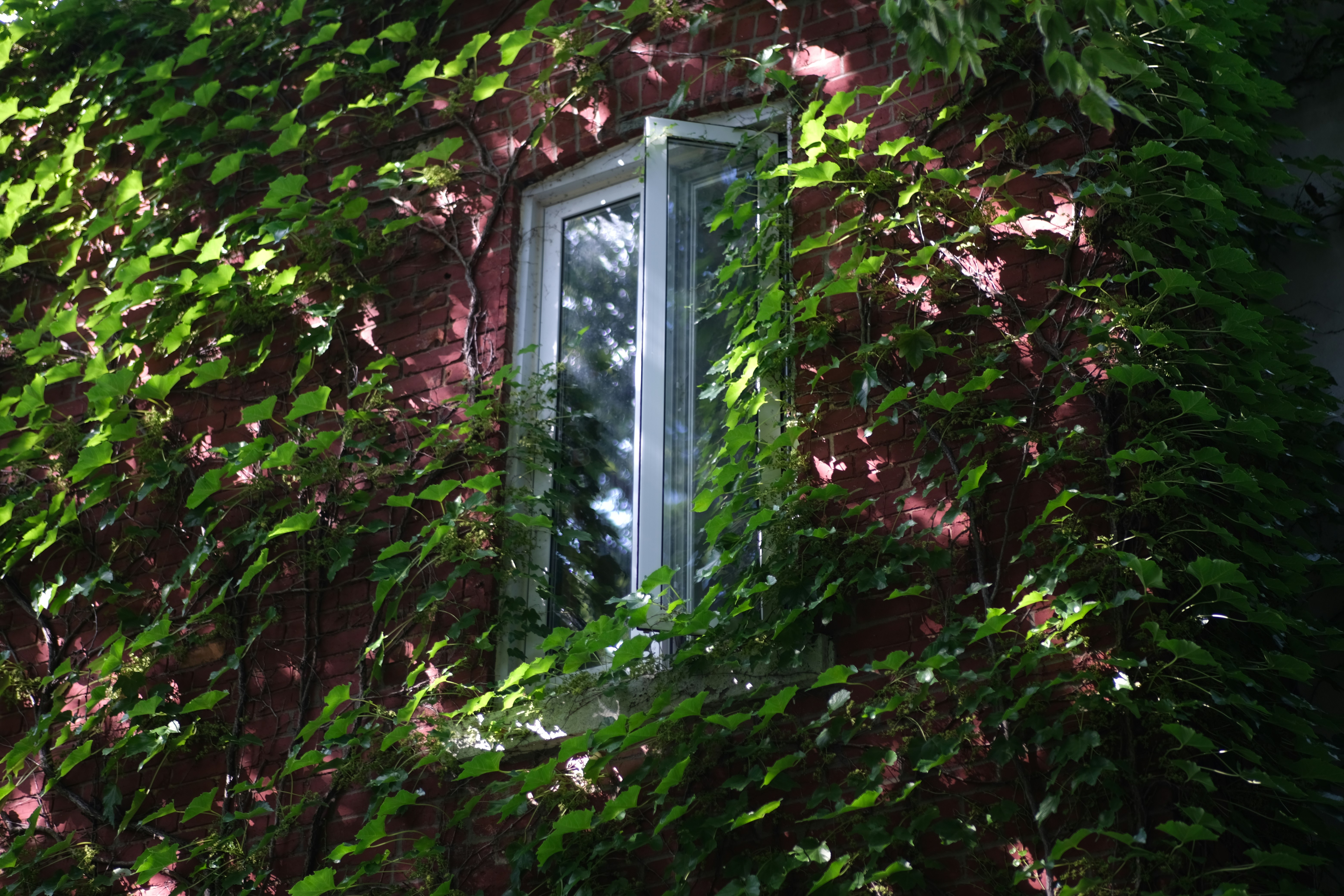 A window is surrounded by lush green vines.