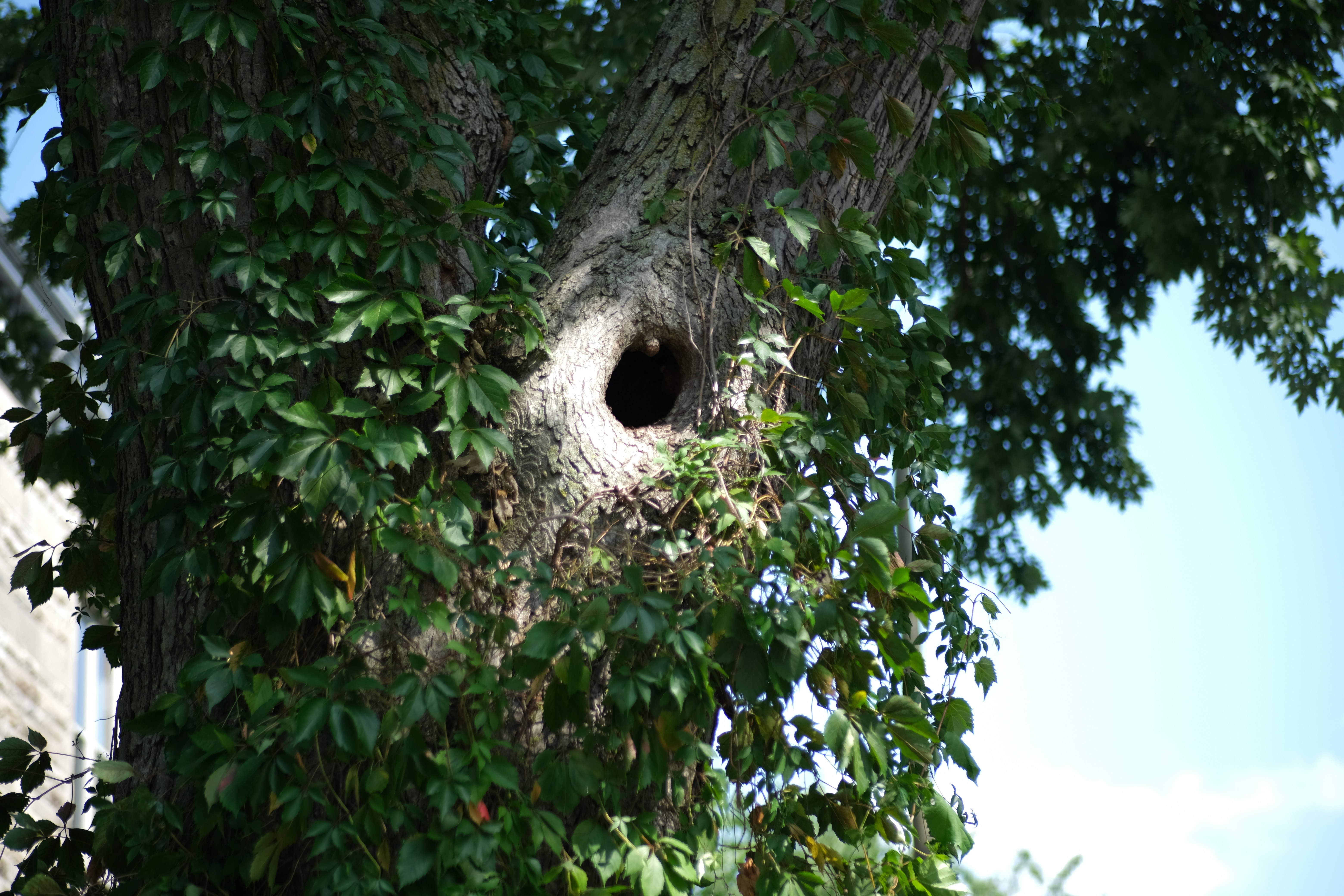 A tree with a hole in its trunk.