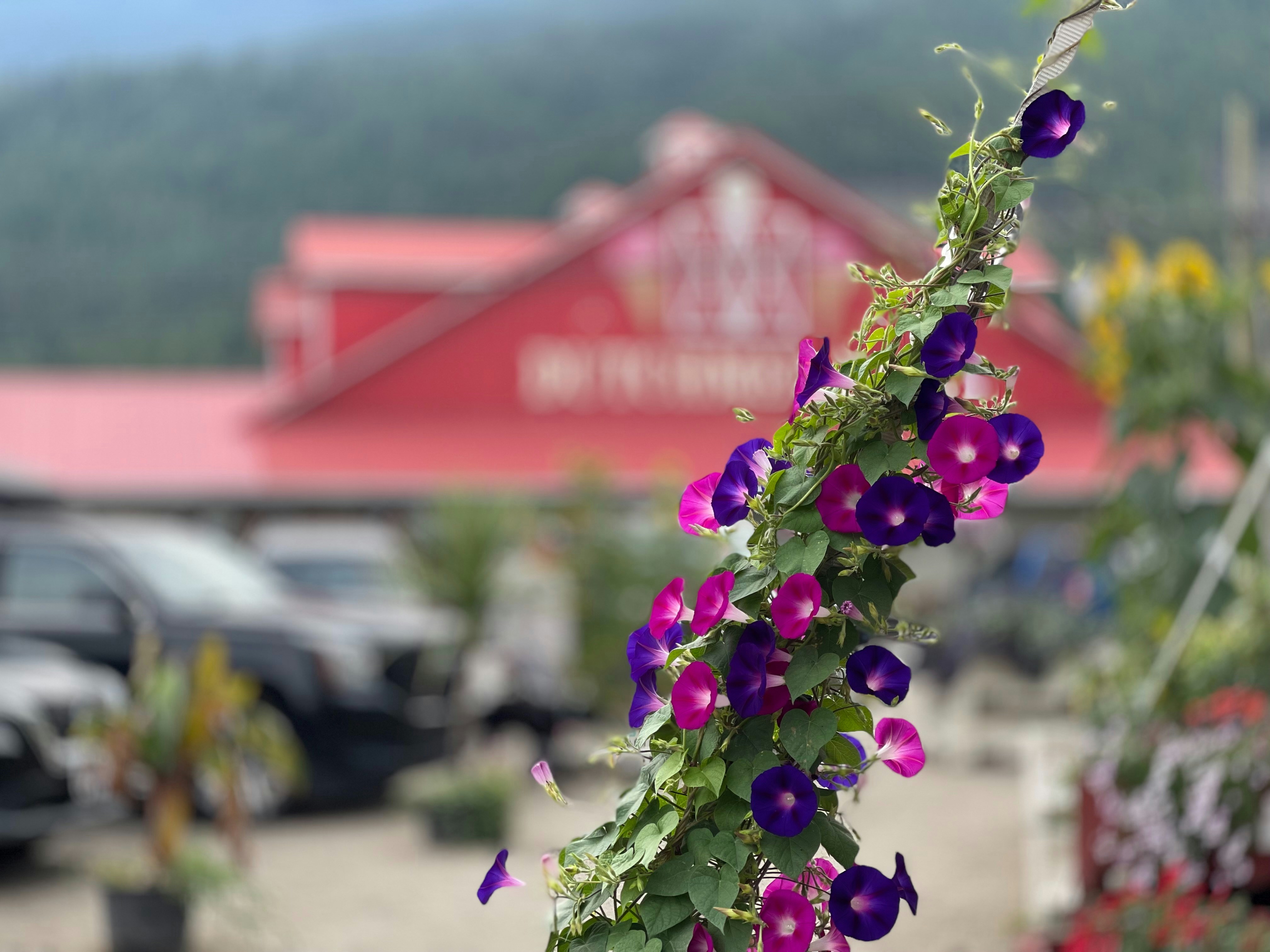 Whispers of Color Amidst the Marketplace