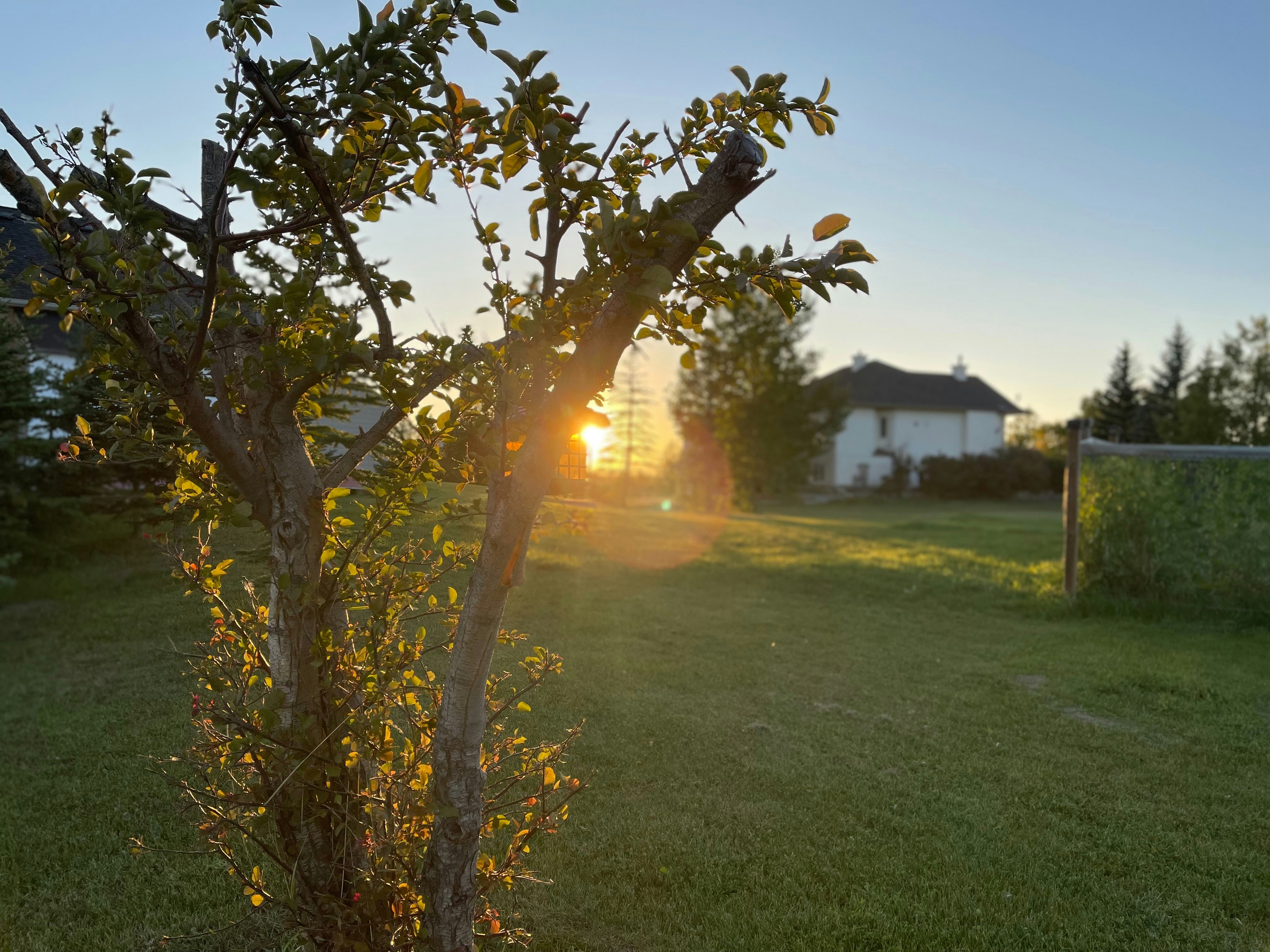 Sunset Tree | Sunset shines behind a tree and a house.