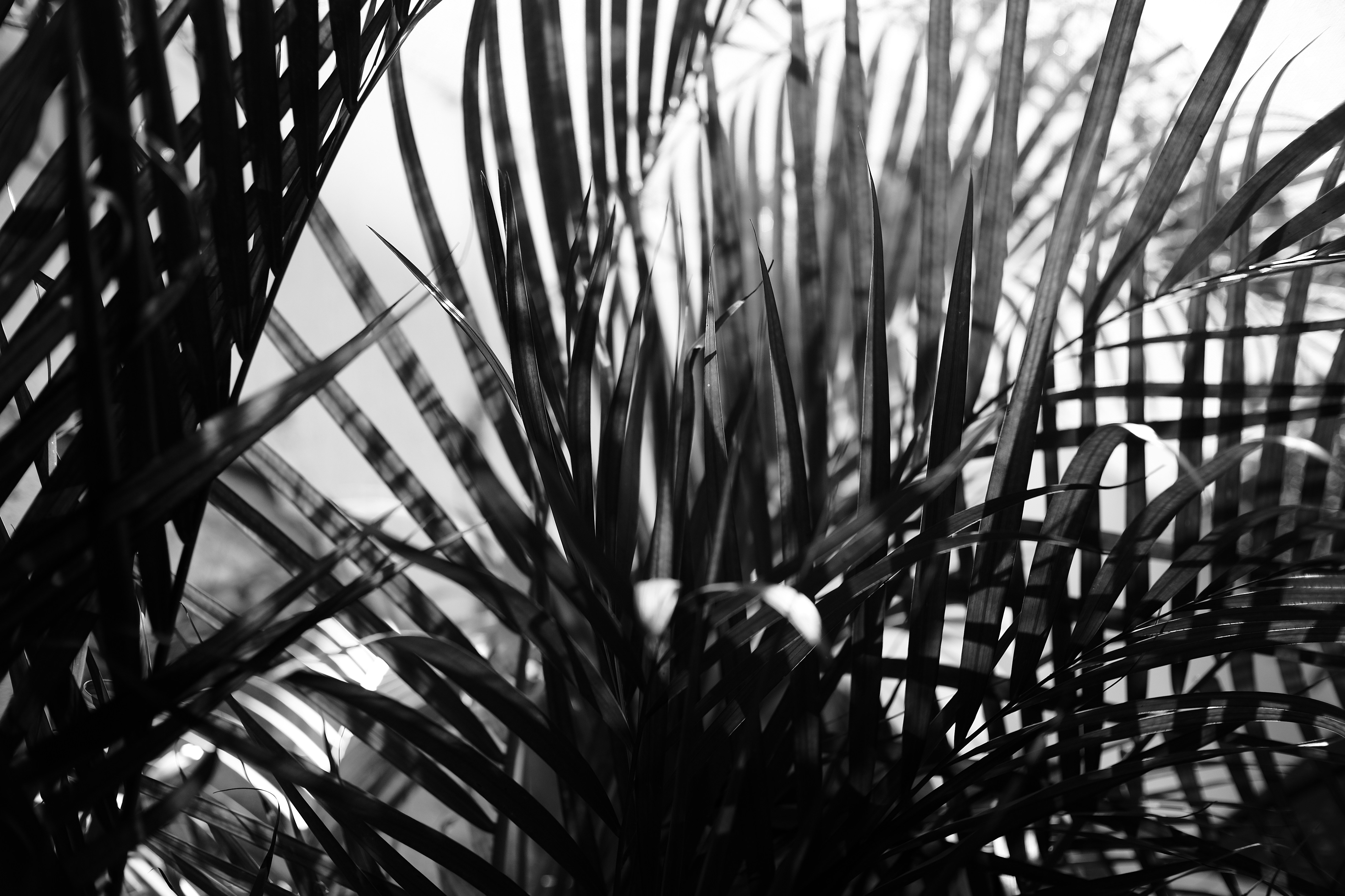 Palm leaves in black and white.