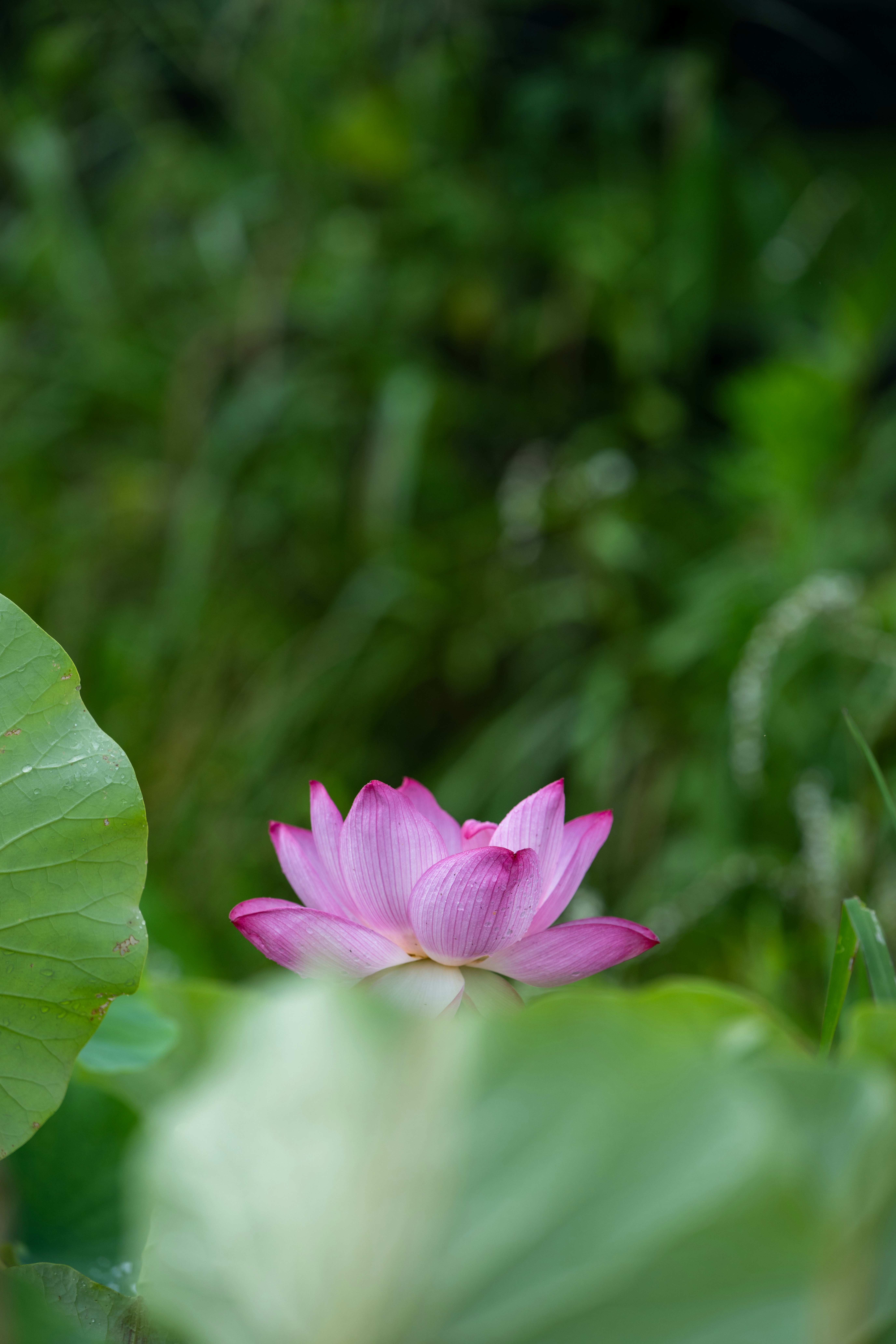 Whispers of Serenity: The Lotus Blossom