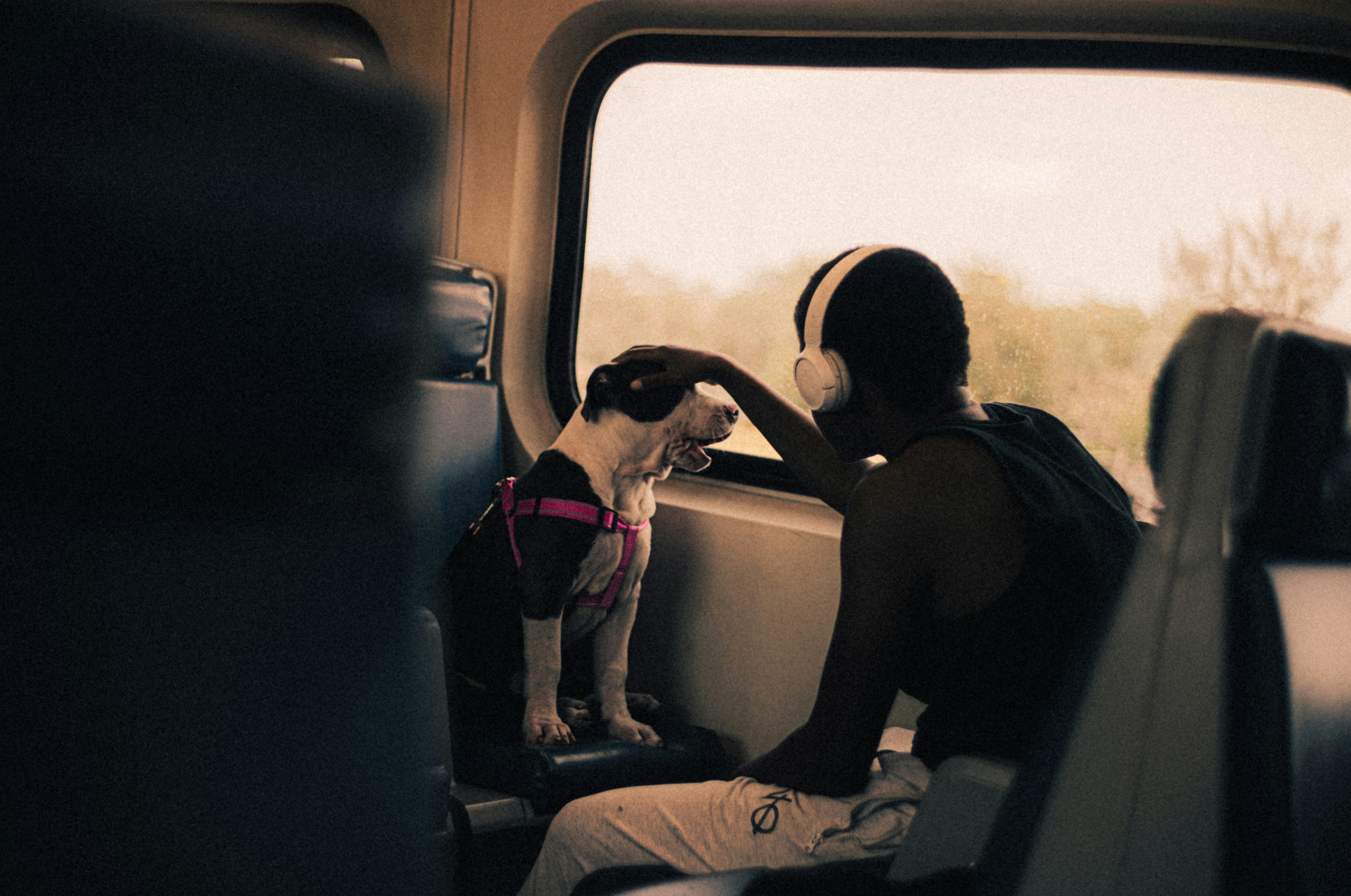 Little Co-Pilot: A Pup and Friend Share a Quiet Moment on the Bus