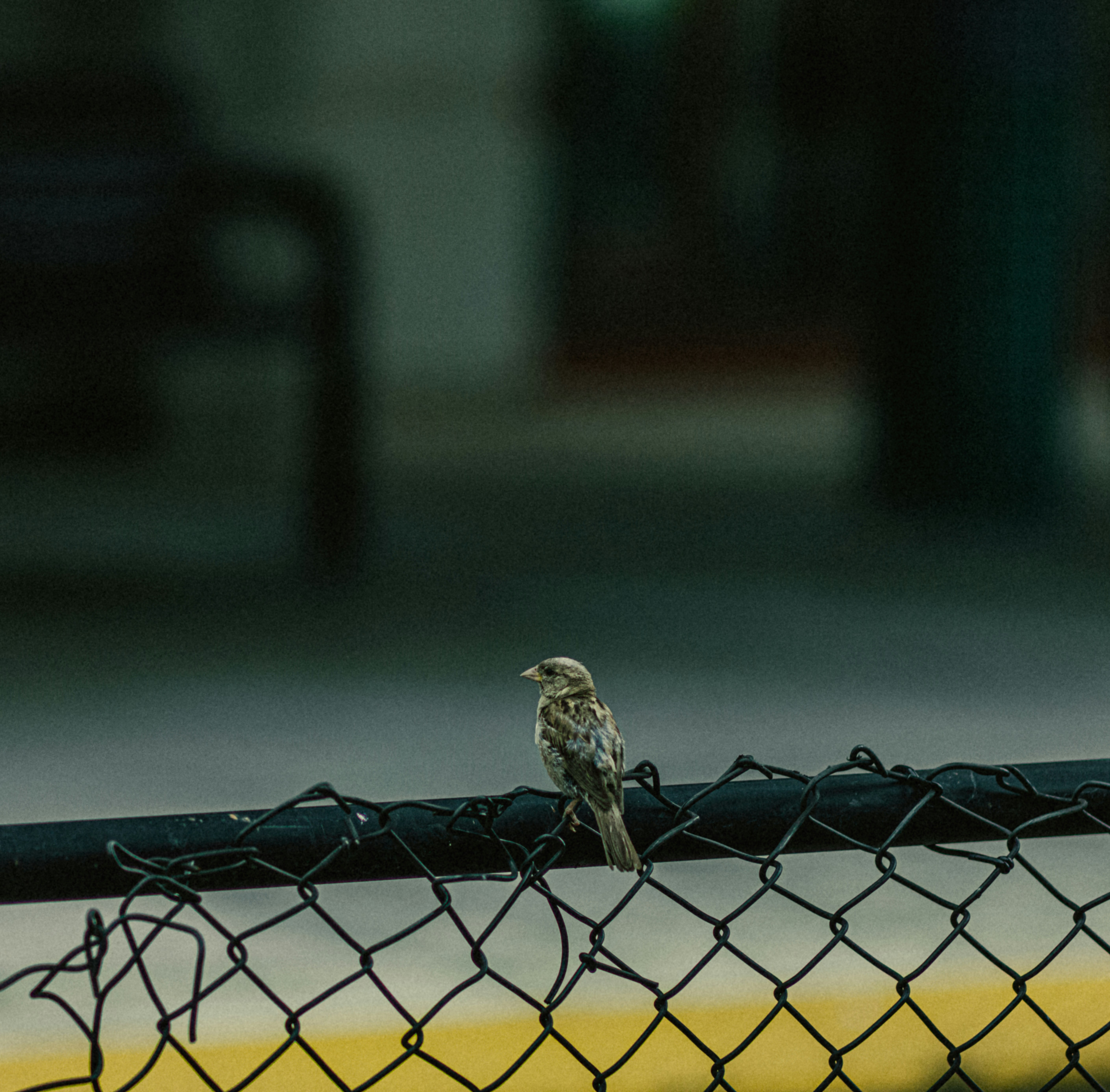 A small bird perches on a chain link fence.