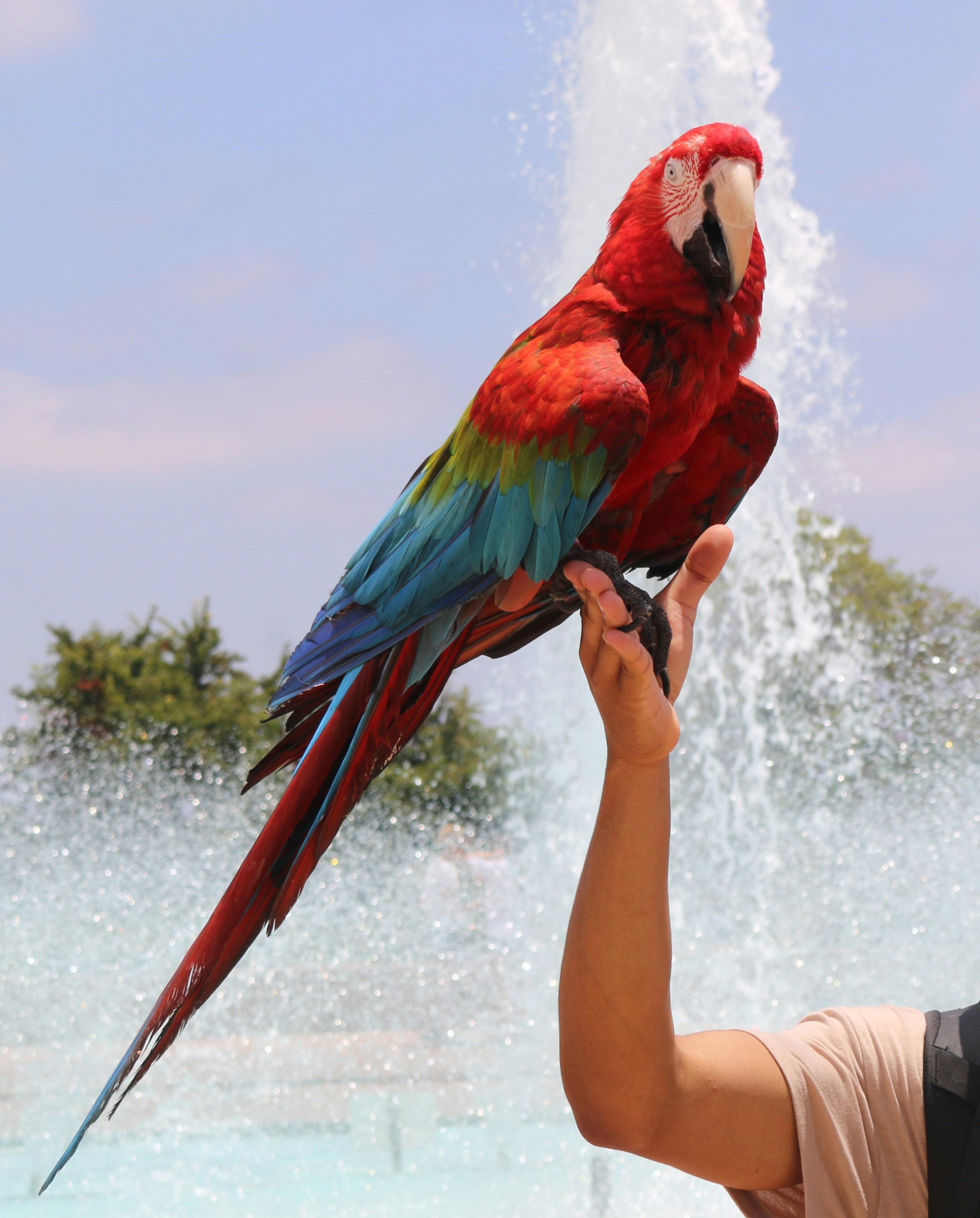 Crimson-Feathered Triumph: Parrot Perched on a Daring Hand