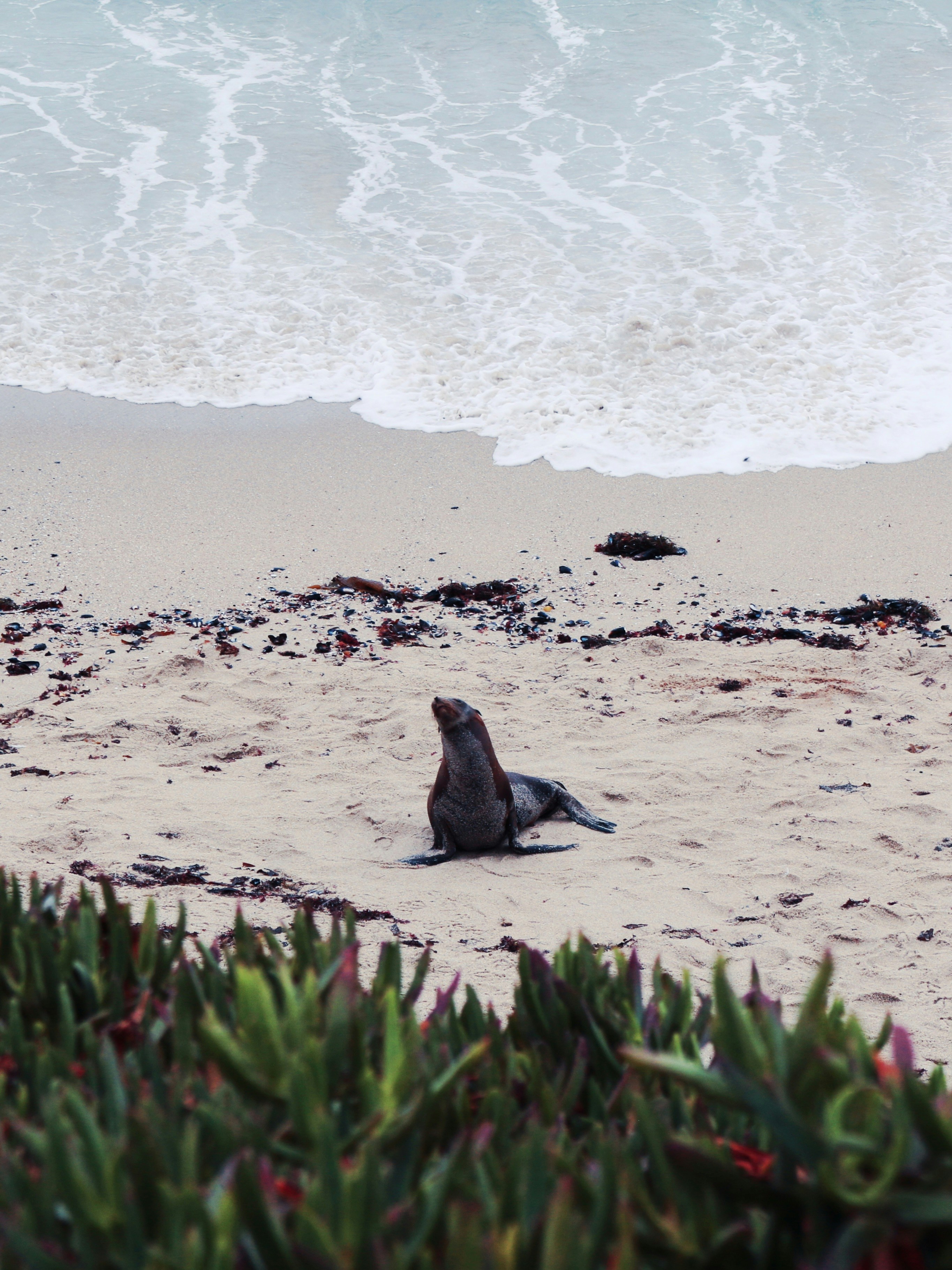 Seaside Serenity: A Seal's Moment of Reflection
