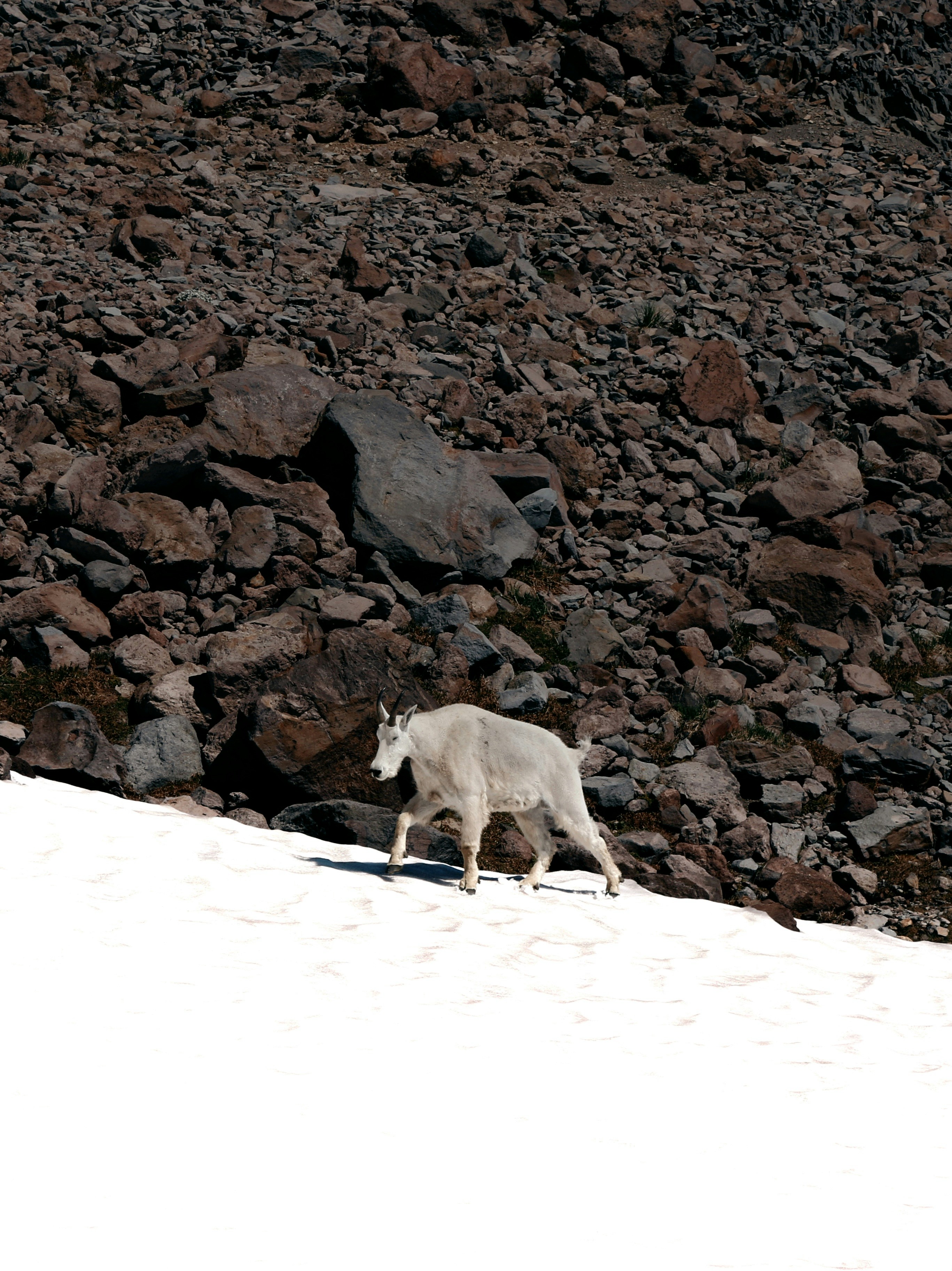 A mountain goat walks across a snowy mountainside.