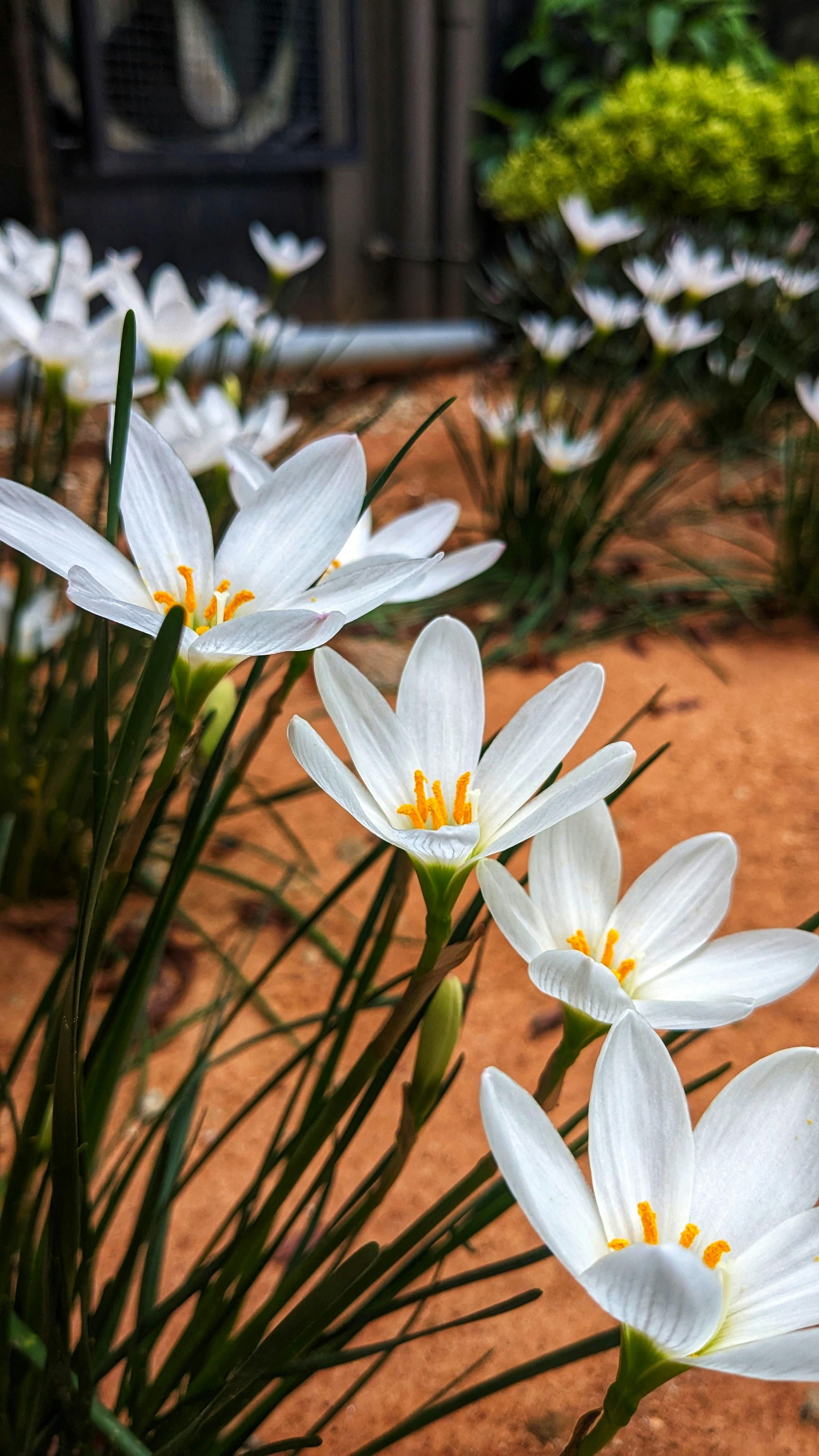 Whispers of Spring: A Floral Symphony
