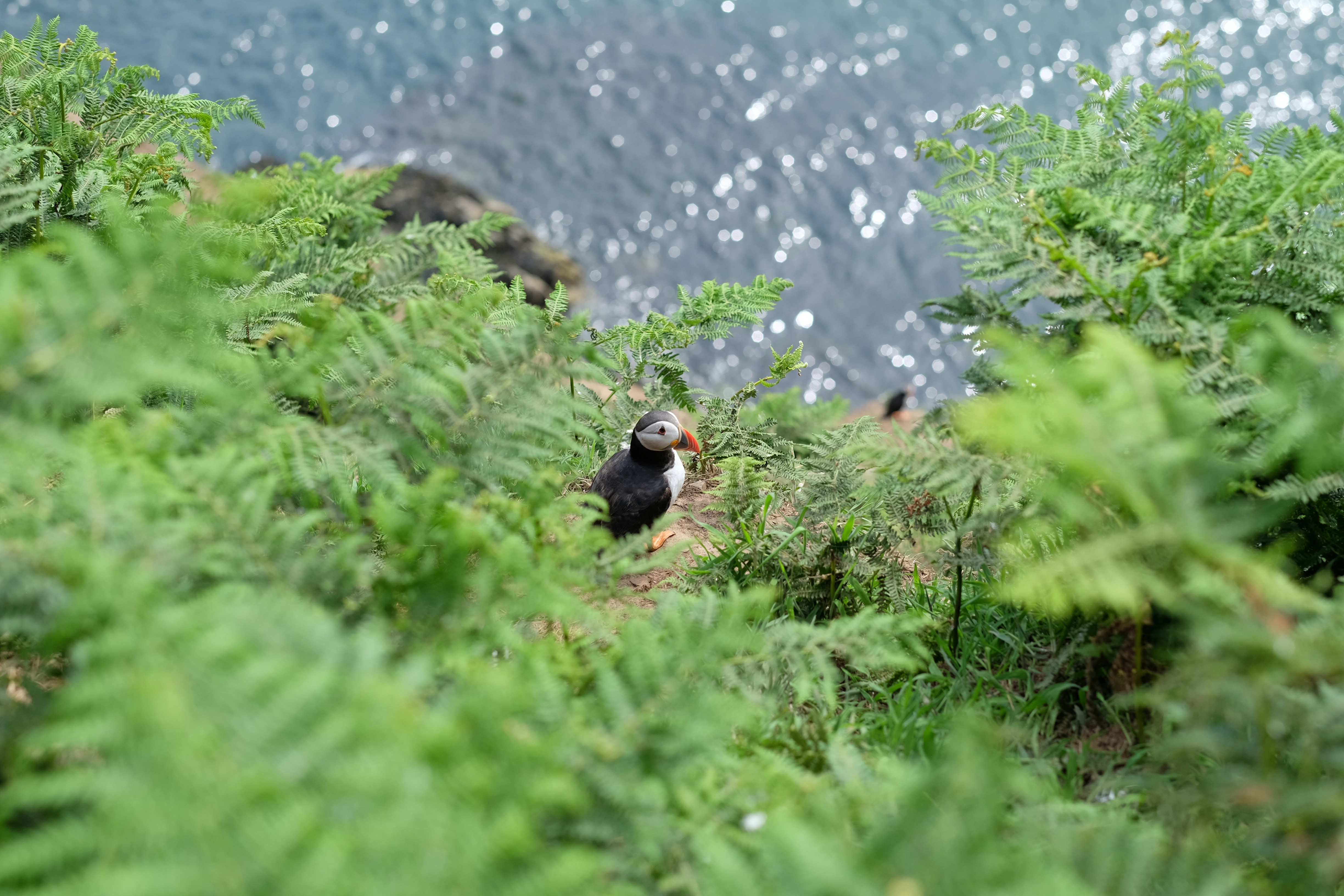 Puffin on a Fern-Fringed Cliff Overlooking the Sea