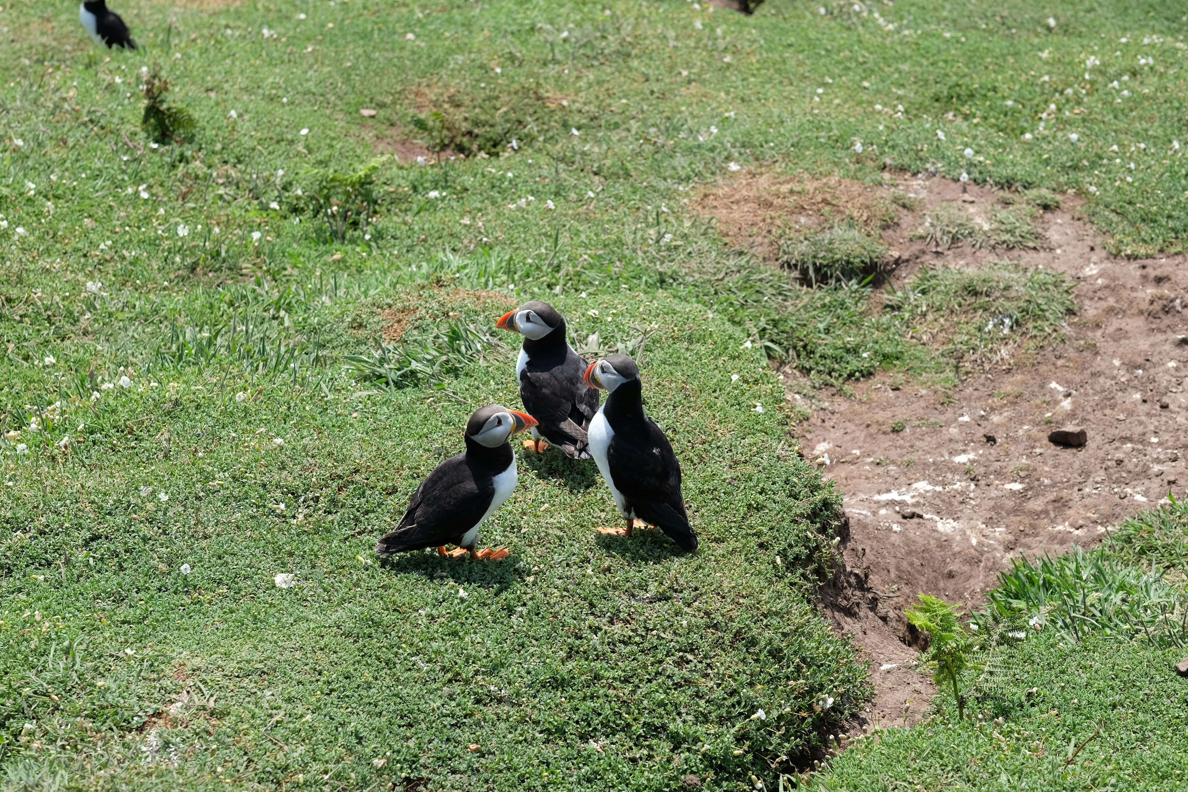 Three puffins standing on lush green grass, showcasing their distinctive beaks and playful demeanor.