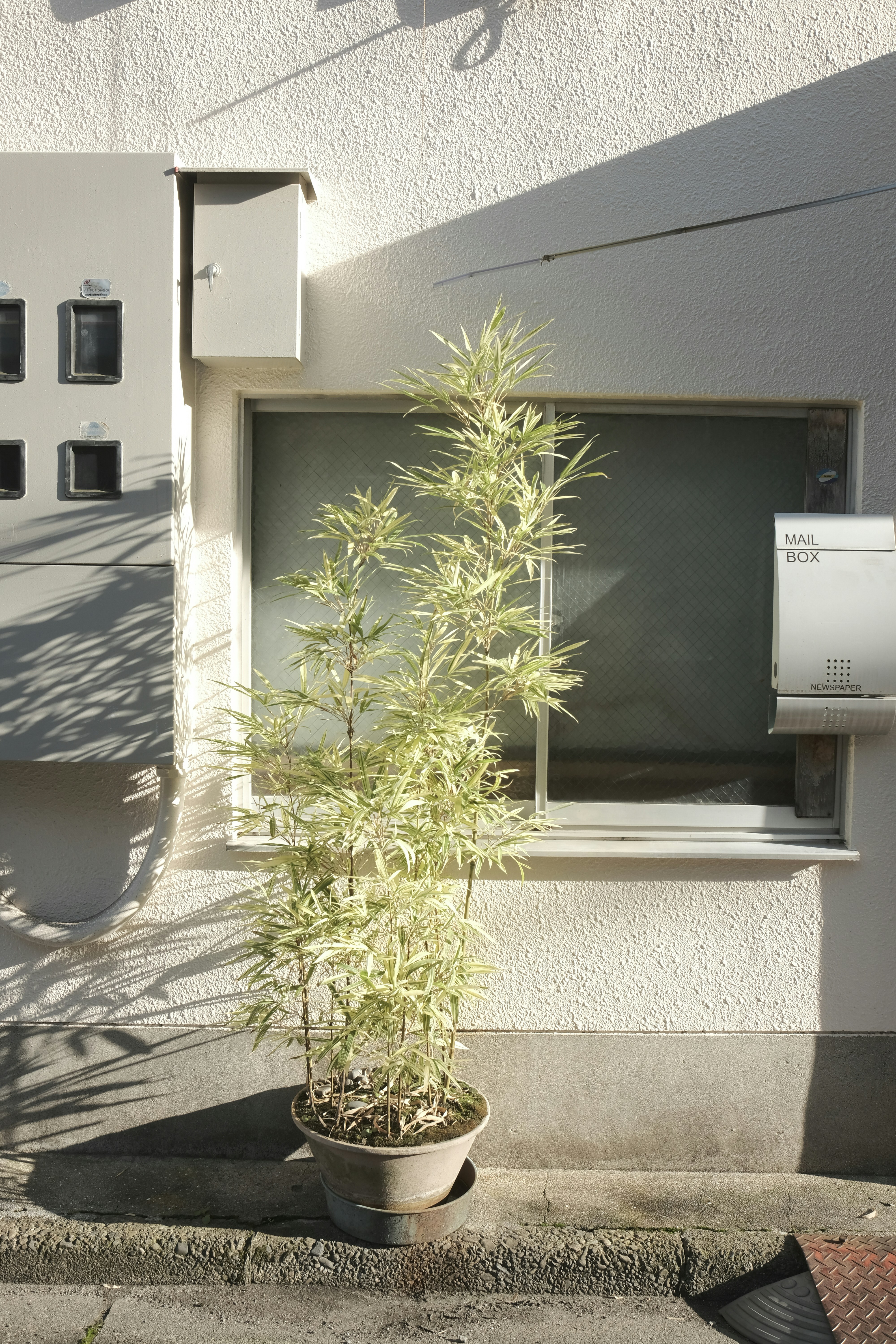 Urban Greenery: A Serene Contrast