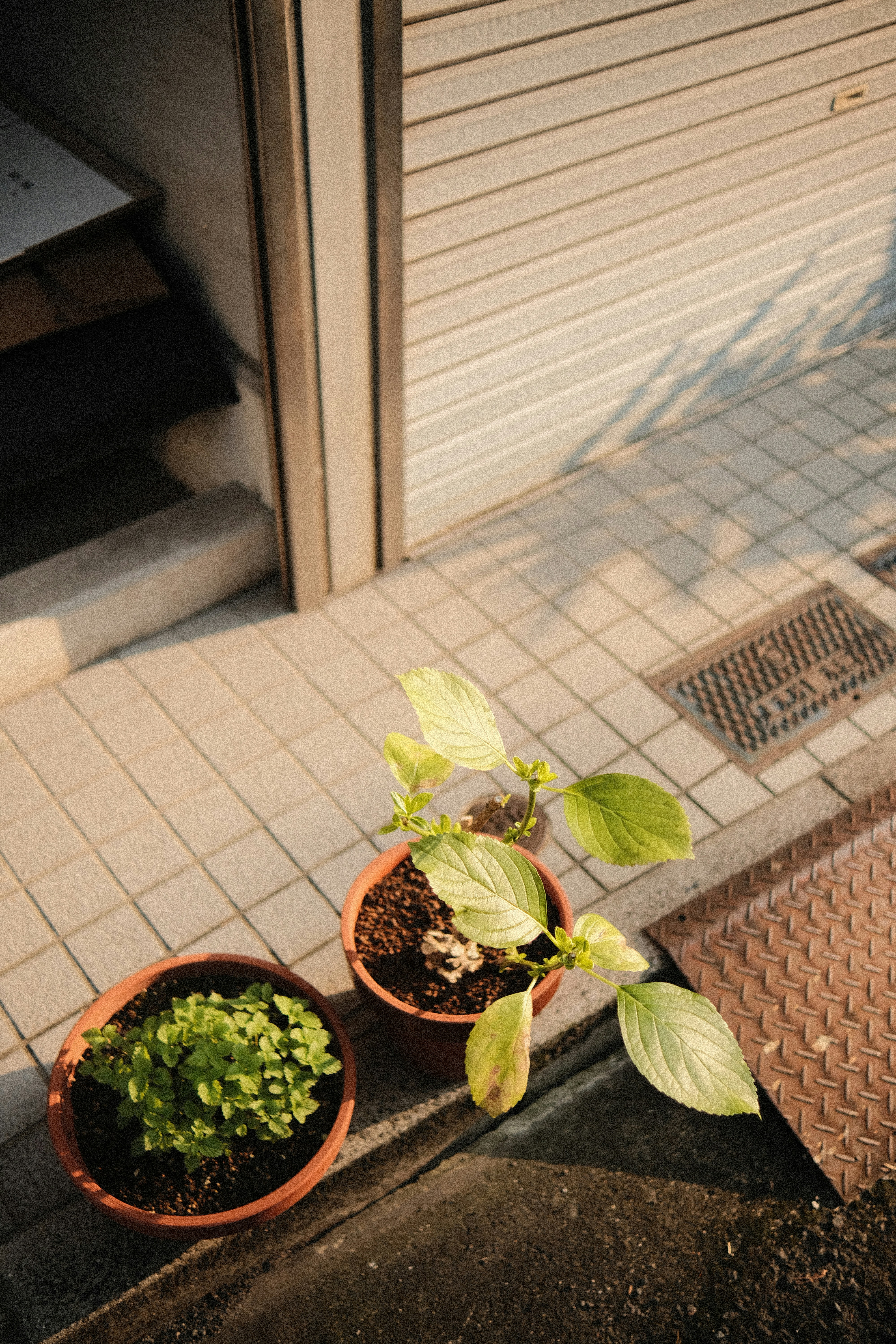 Urban Greenery: A Serene Encounter