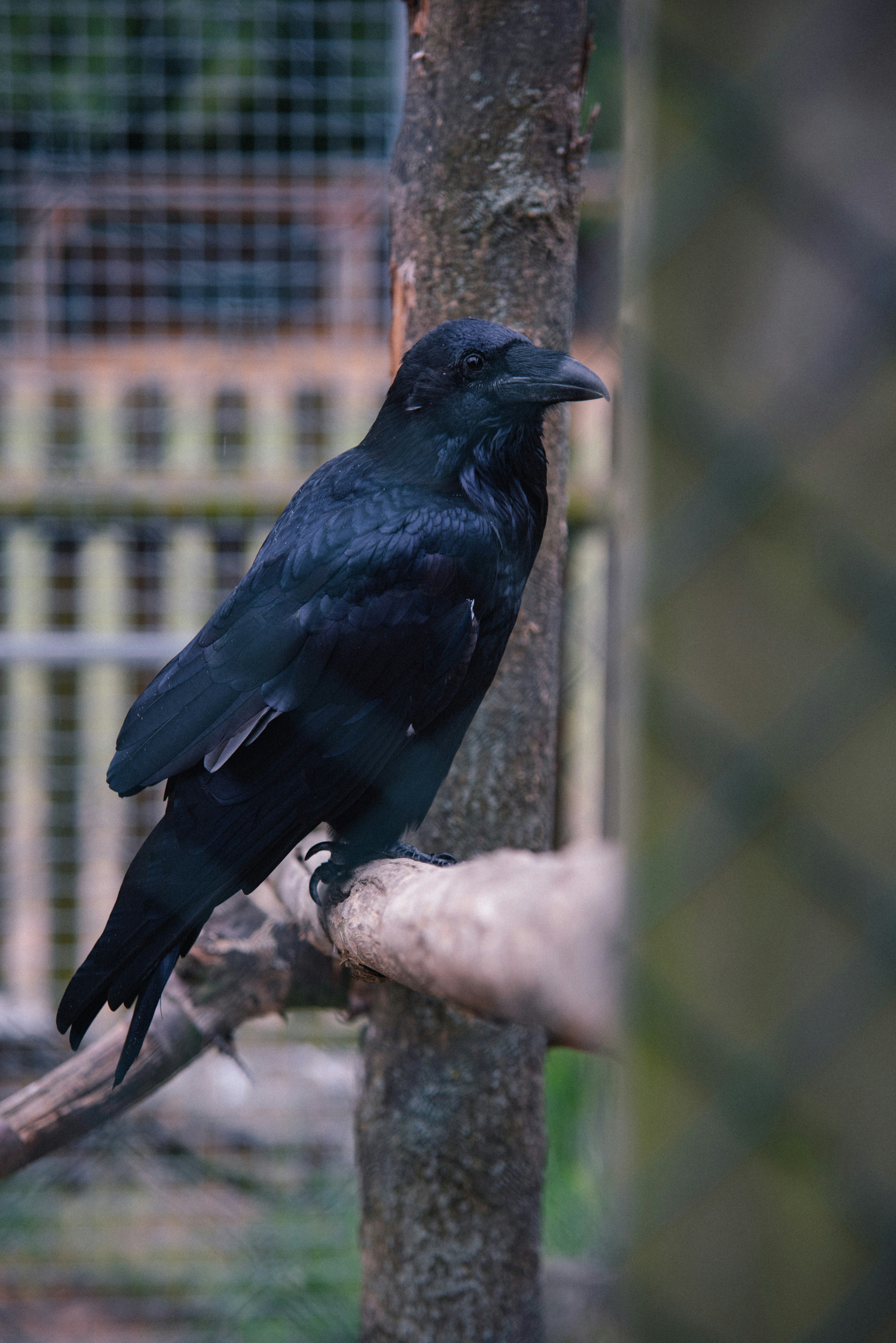 A black raven perches on a branch.