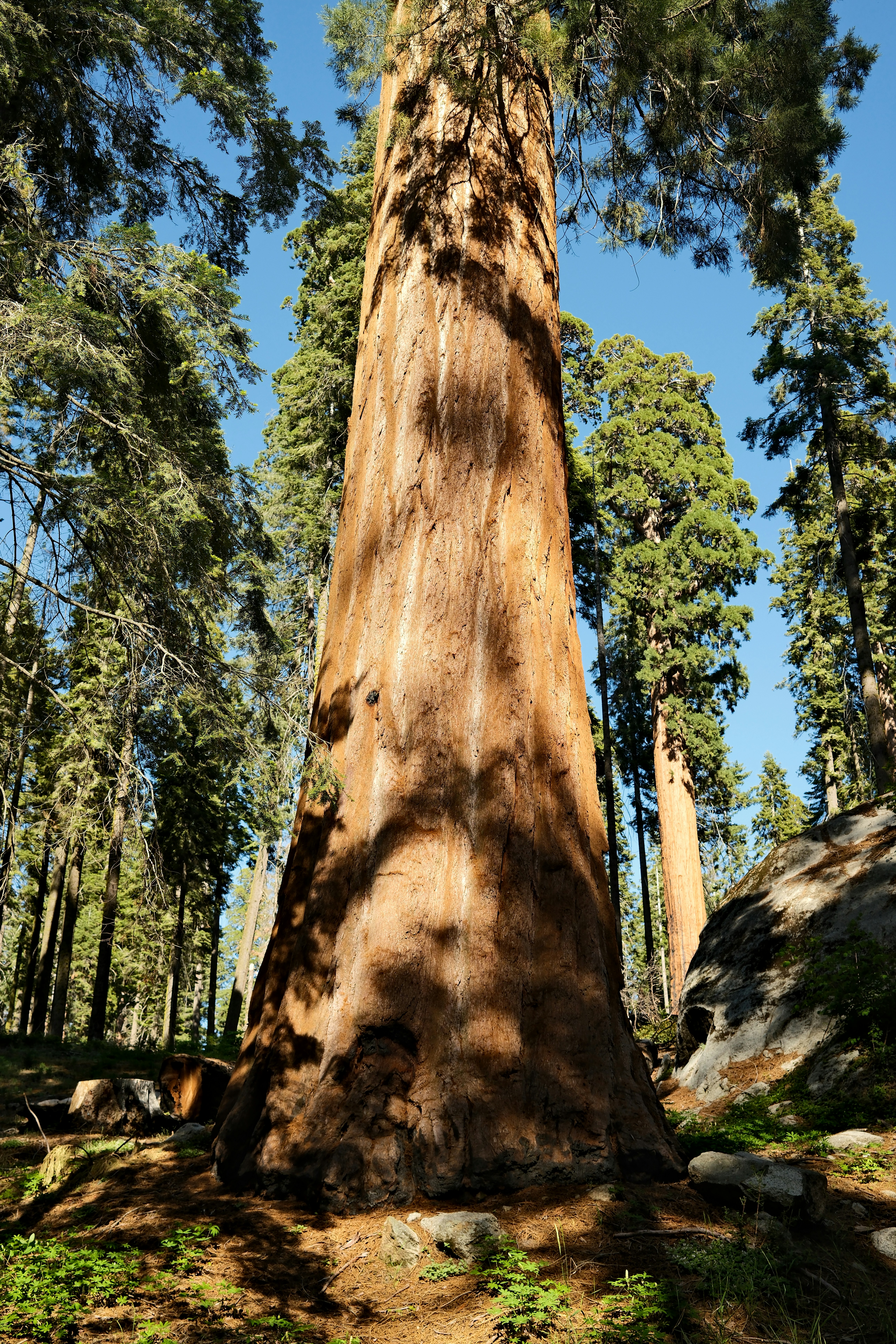 A giant sequoia stands tall in the forest. photo – Free National park ...
