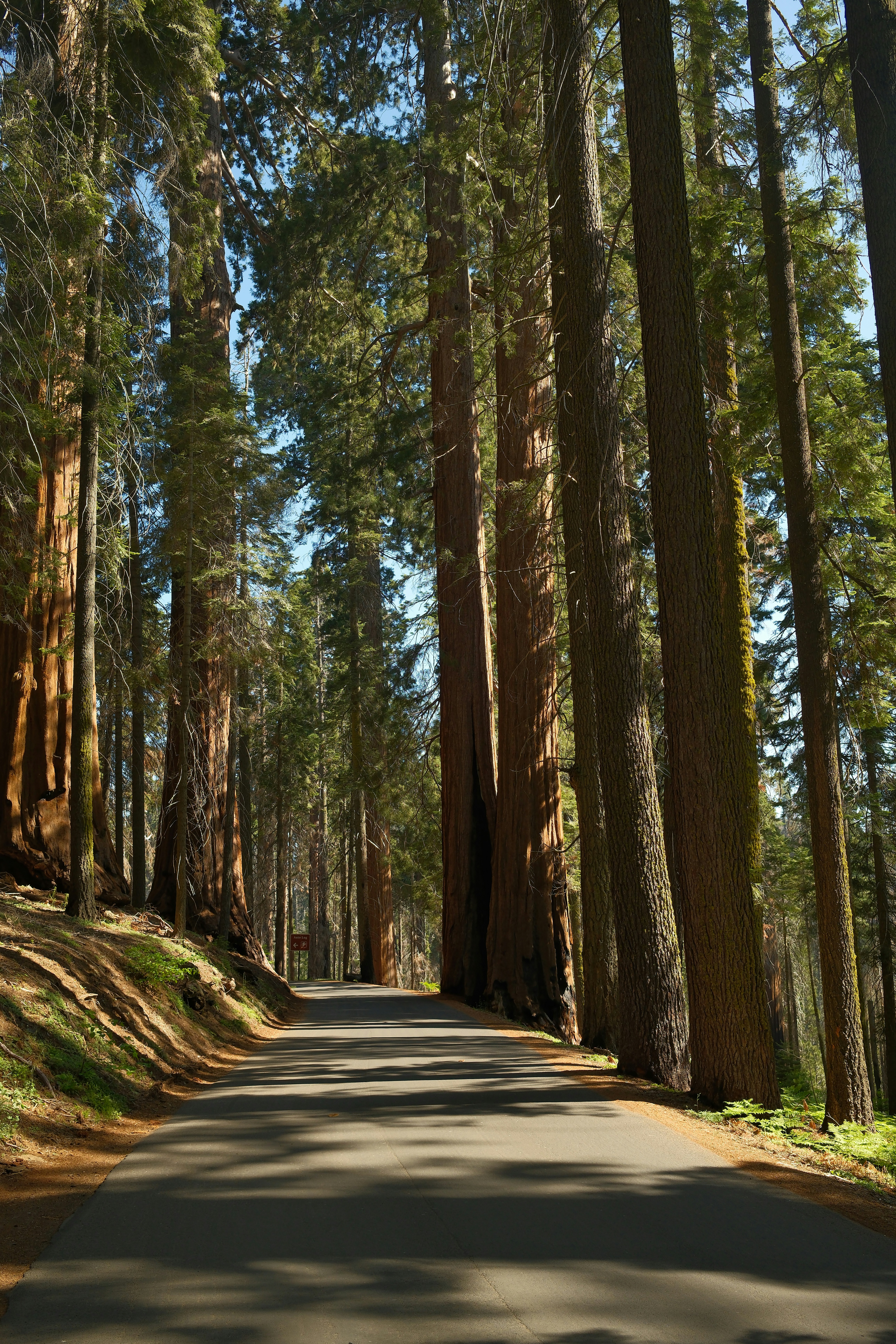 Pathway Through Ancient Giants