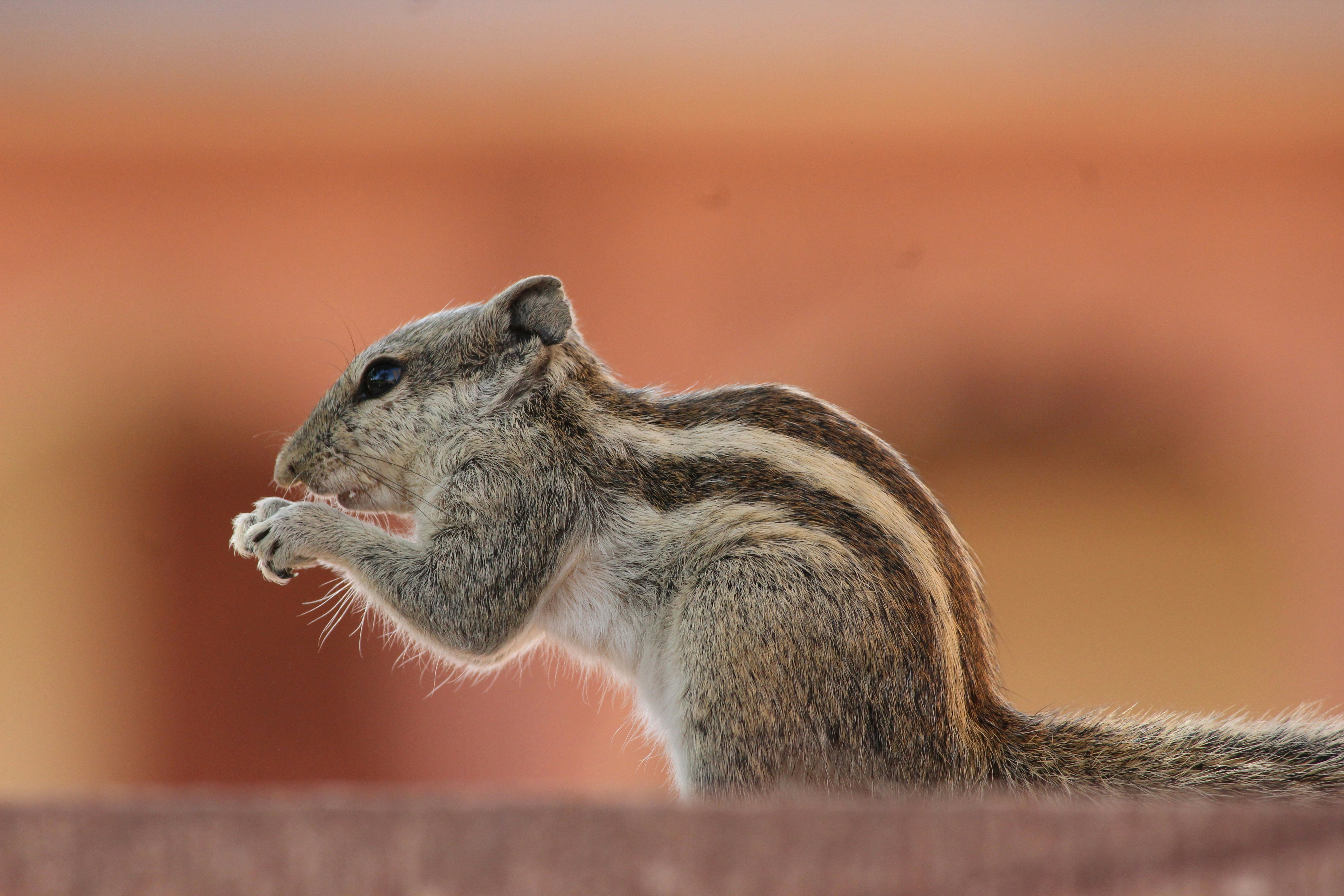 A Moment of Reflection: The Squirrel's Snack Time