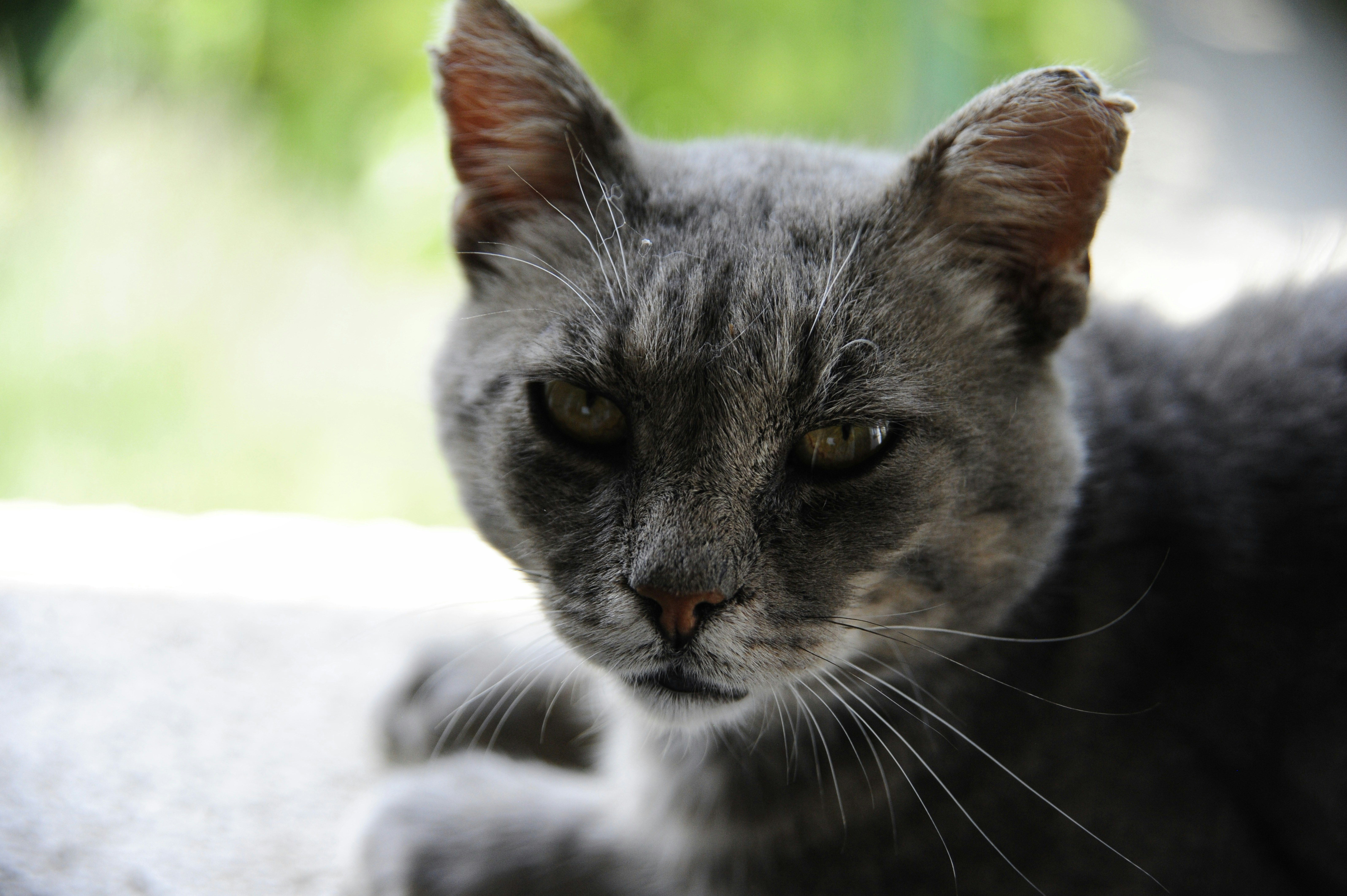 A grumpy grey cat glances at the viewer.