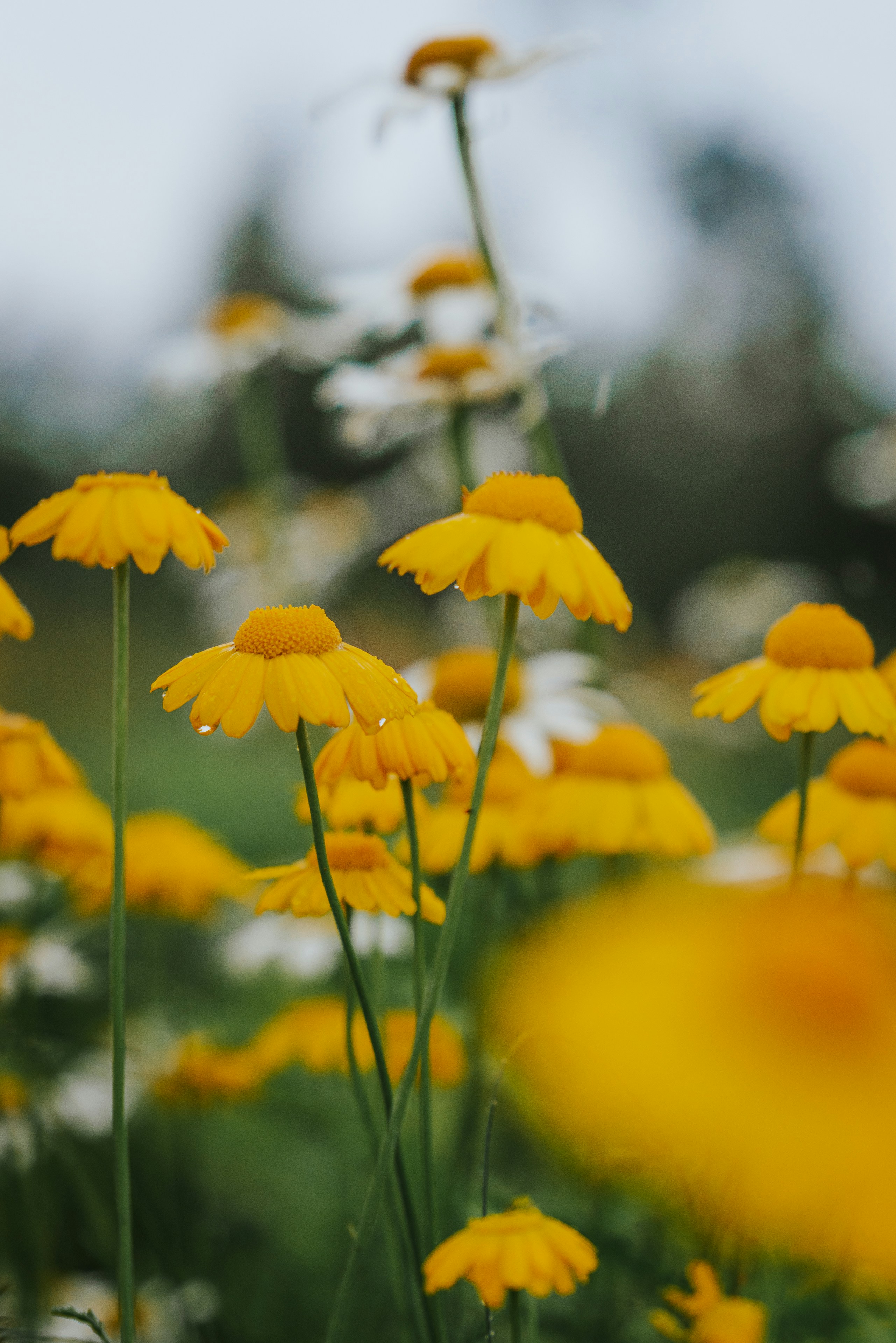 Yellow and white daisies bloom in a field.