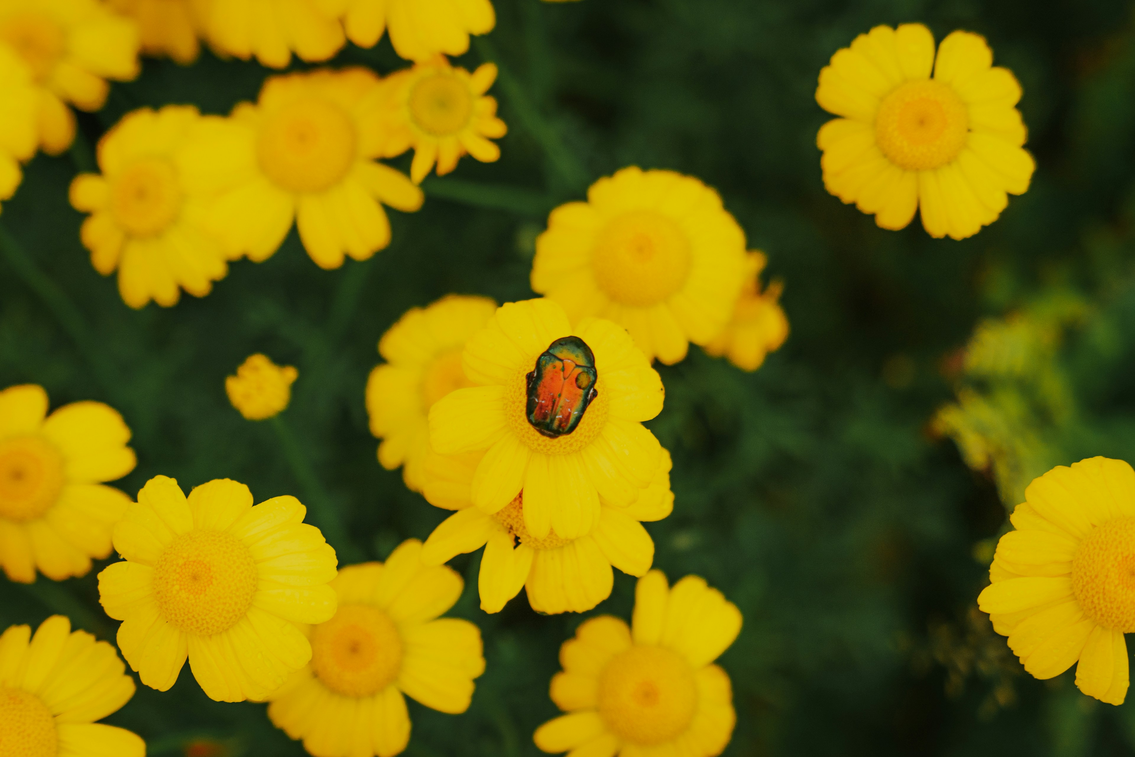 A beetle sits on a bright yellow flower.