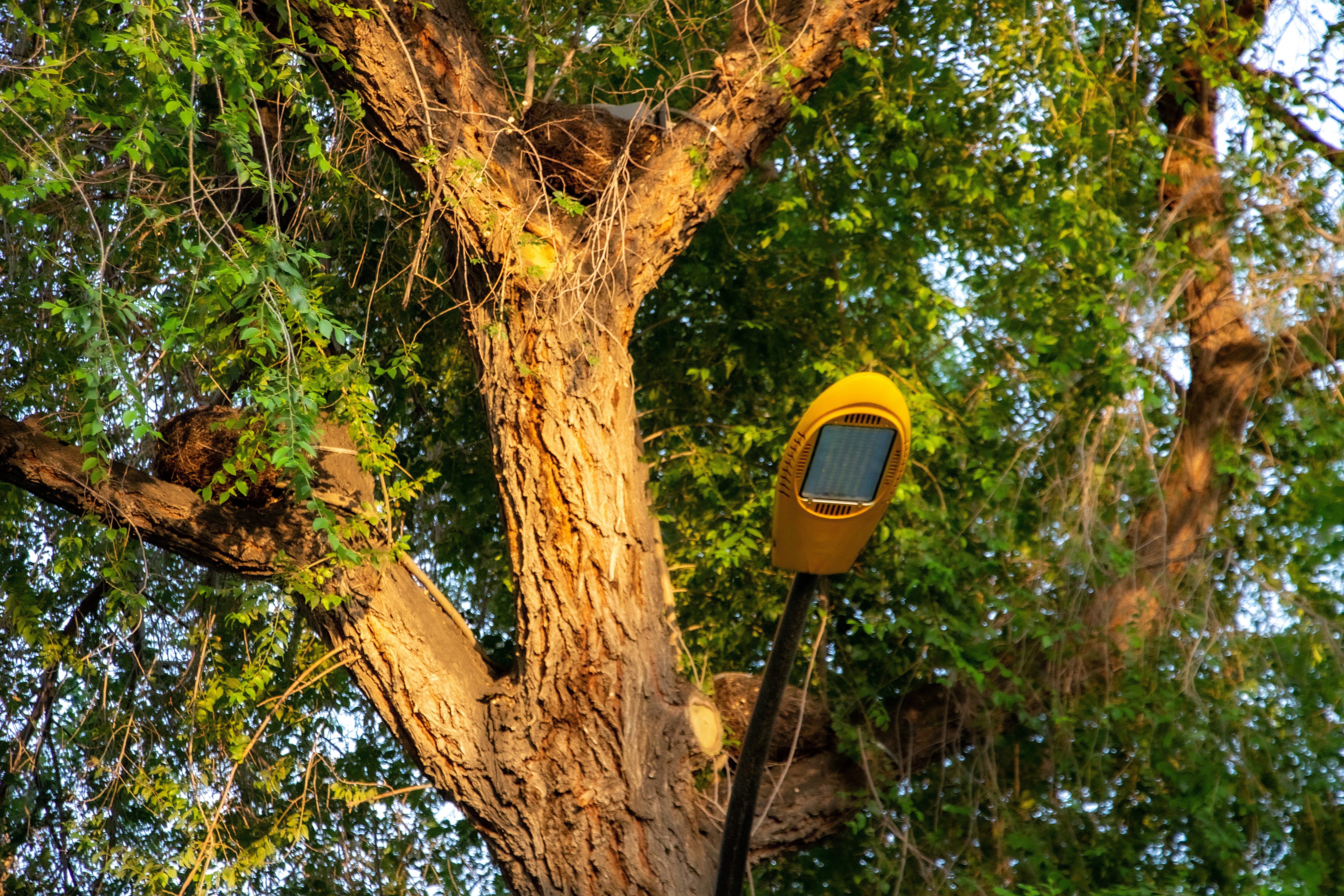 Solar Lantern in the Canopy: A Sunlit Accent Among Branches