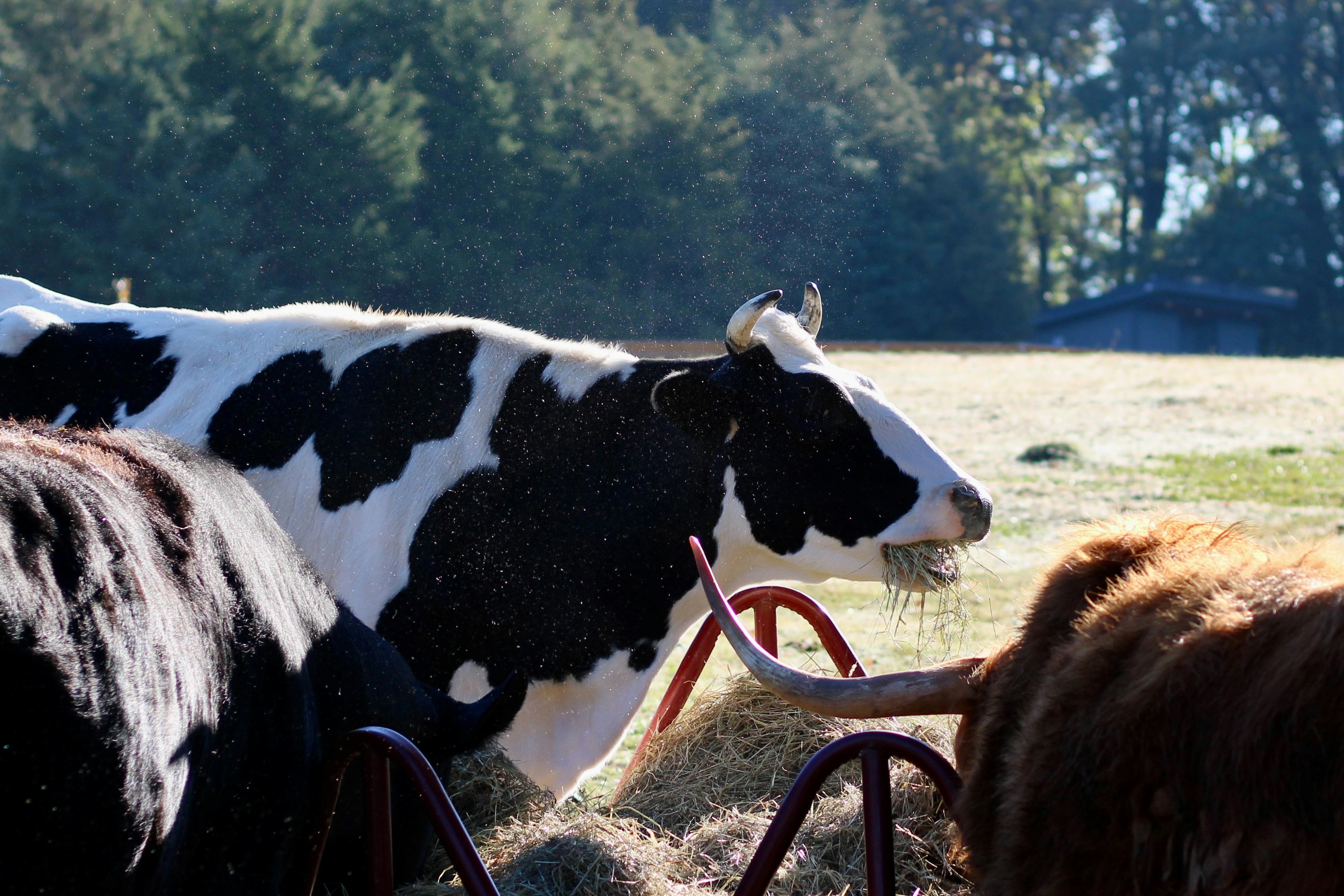 Cows eating hay | Cows eat hay in a field.