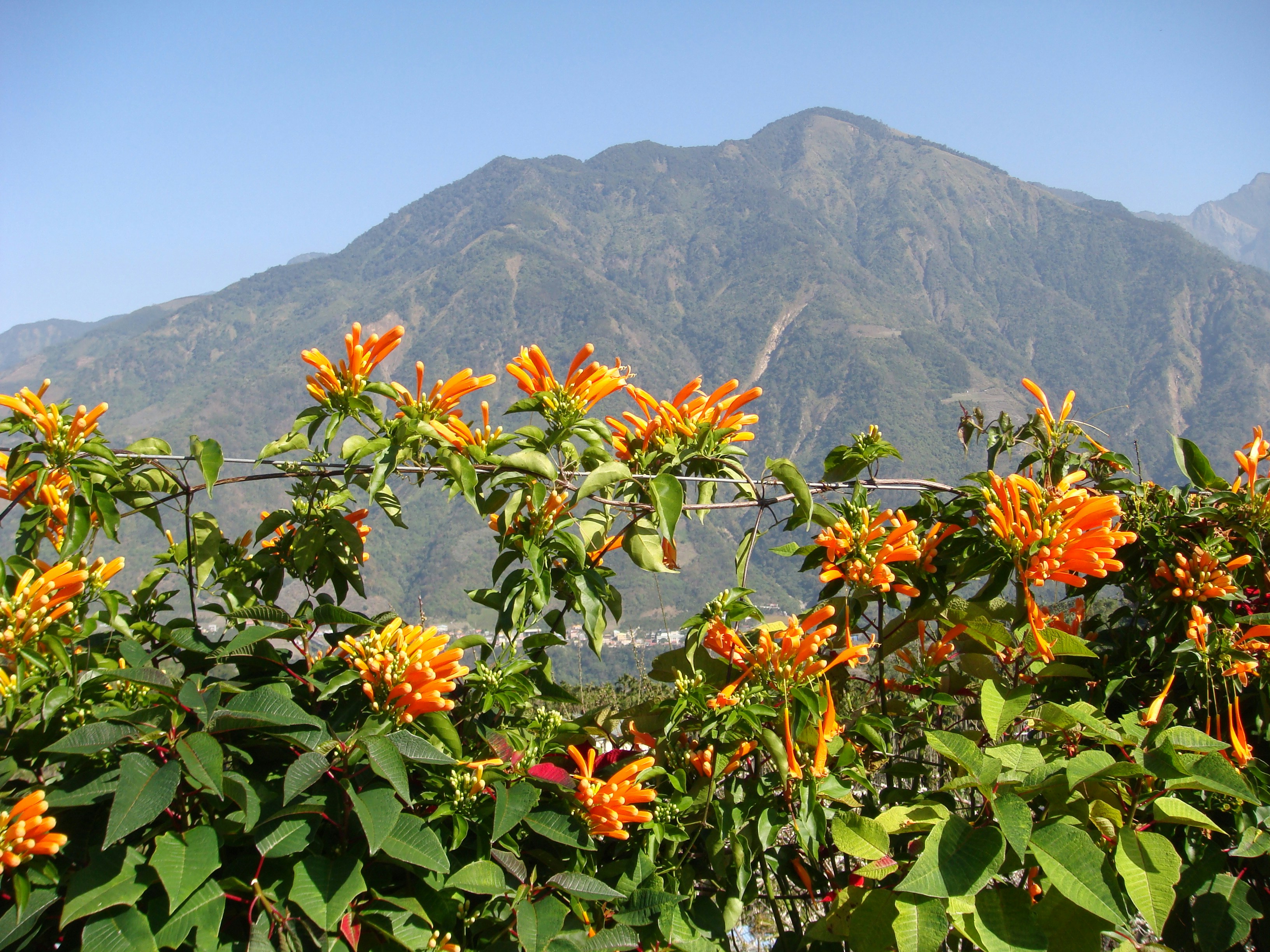 Orange flowers bloom before a mountain.