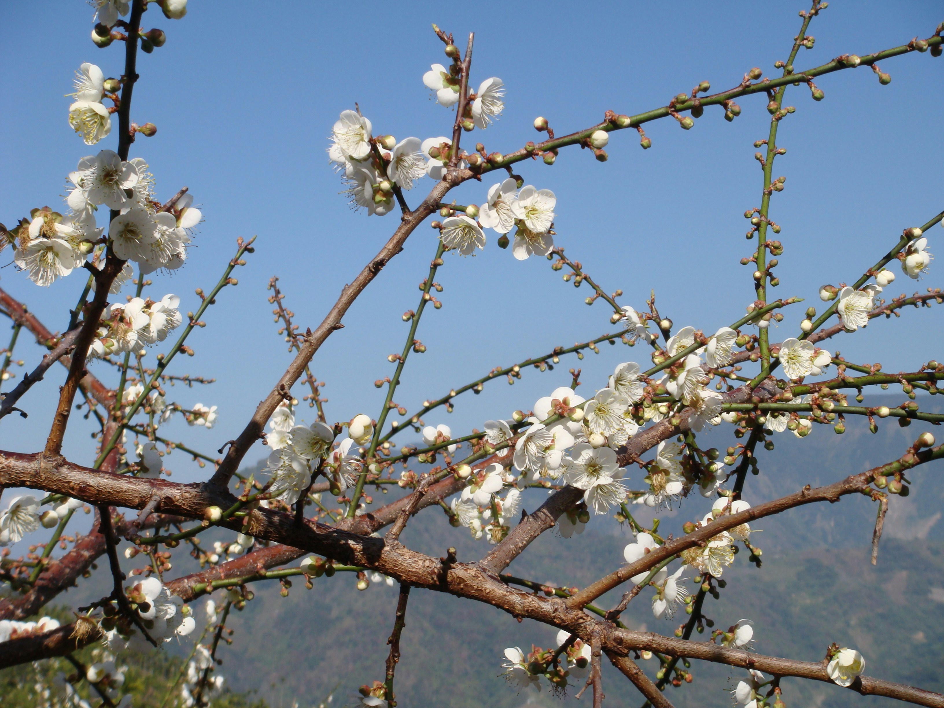 Photo by Arthur Tseng with Sony T200