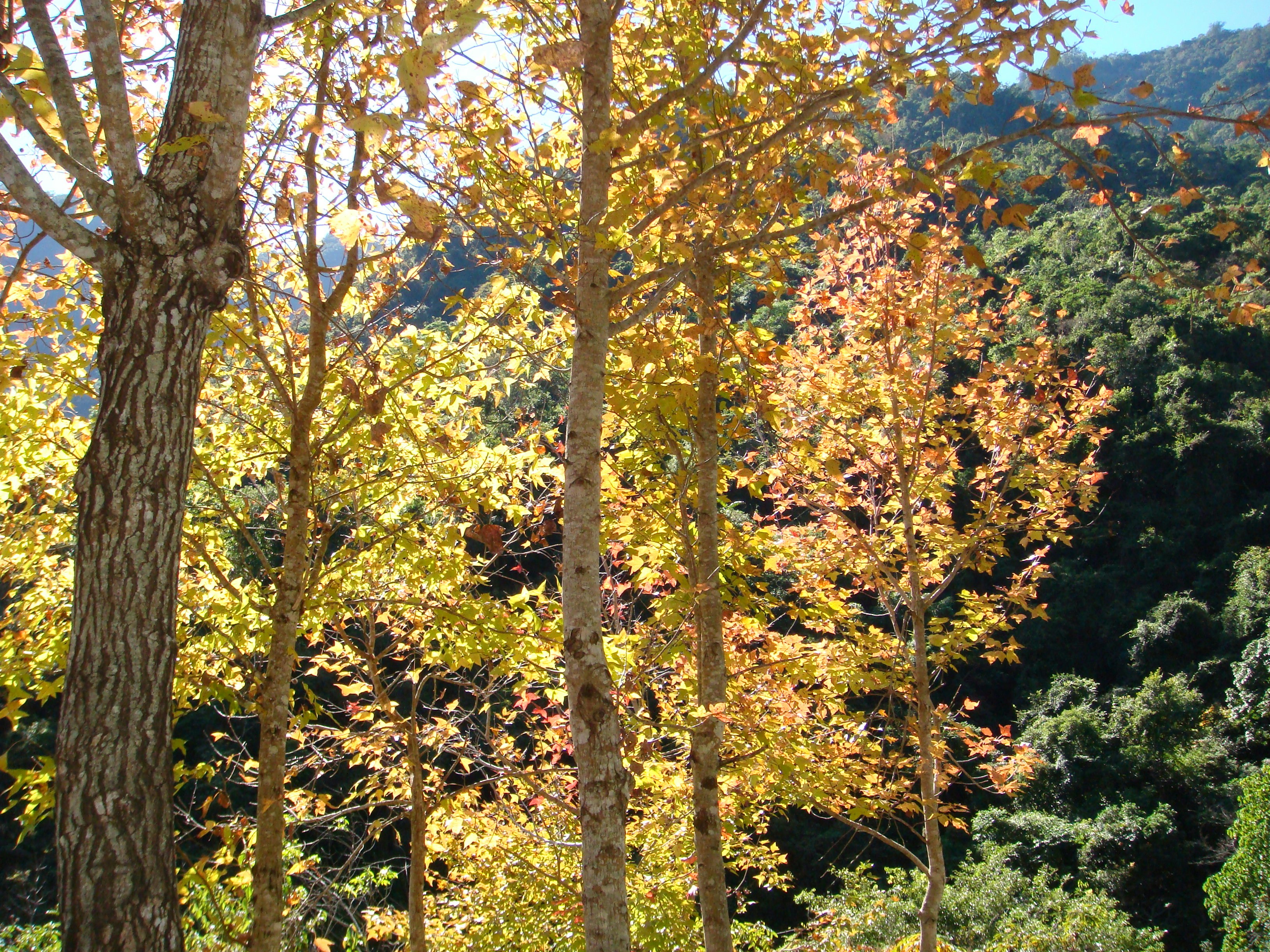 Golden autumn leaves fluttering in a sunlit forest, showcasing the vibrant hues of the season against a backdrop of lush greenery.