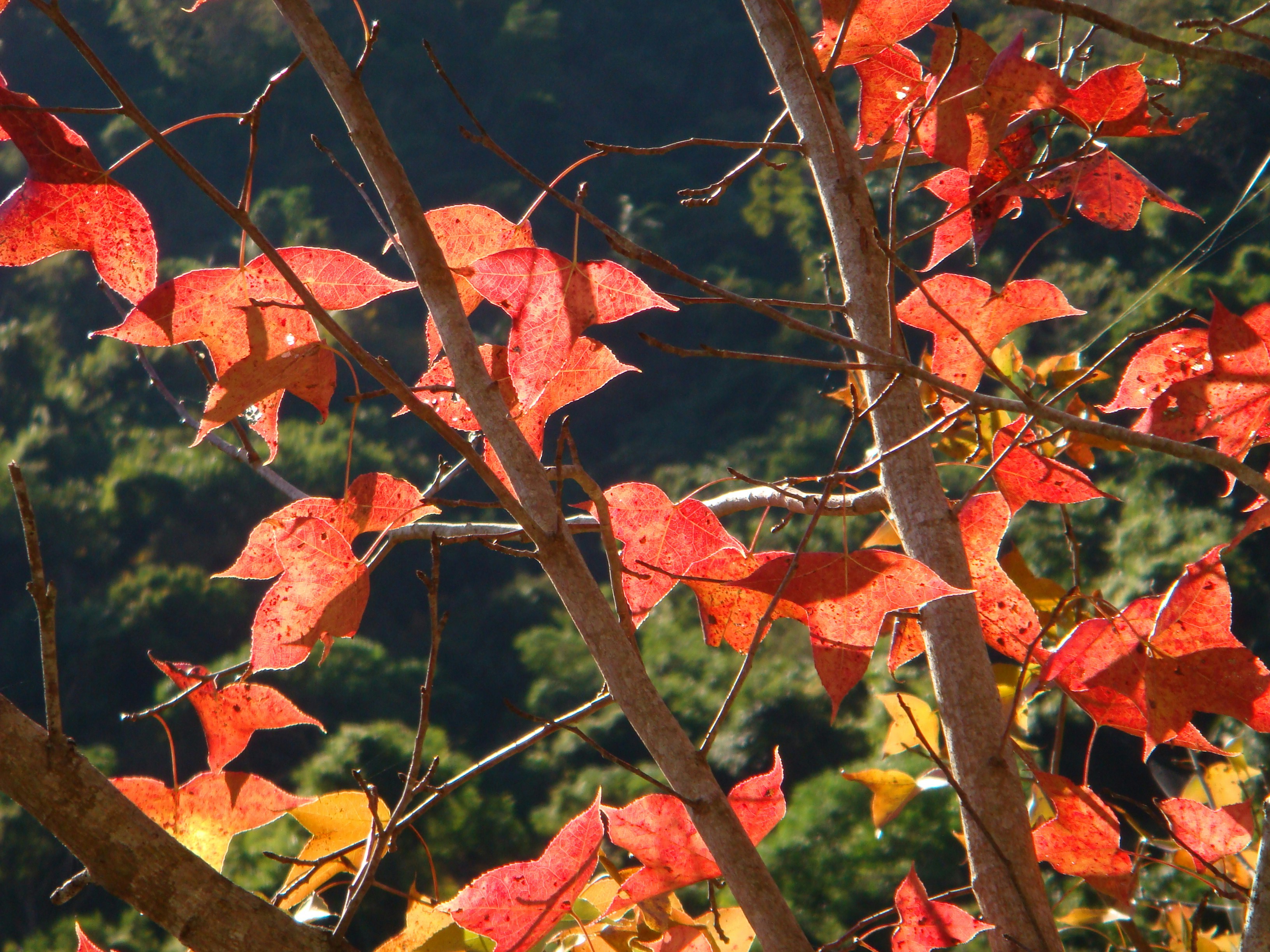 Red maple leaves glow in the sunlight.