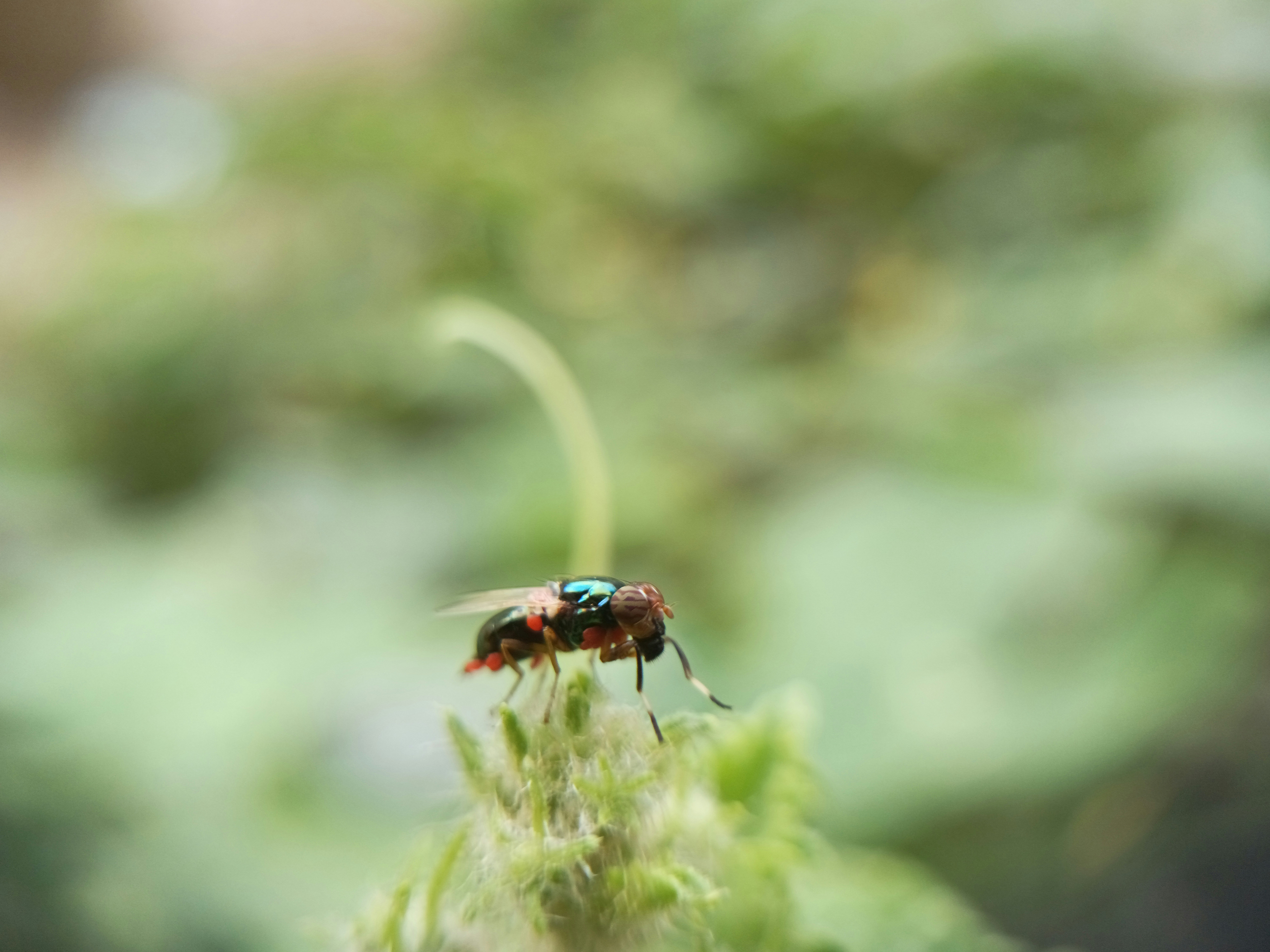 A Dance of Nature: The Winged Artisan
