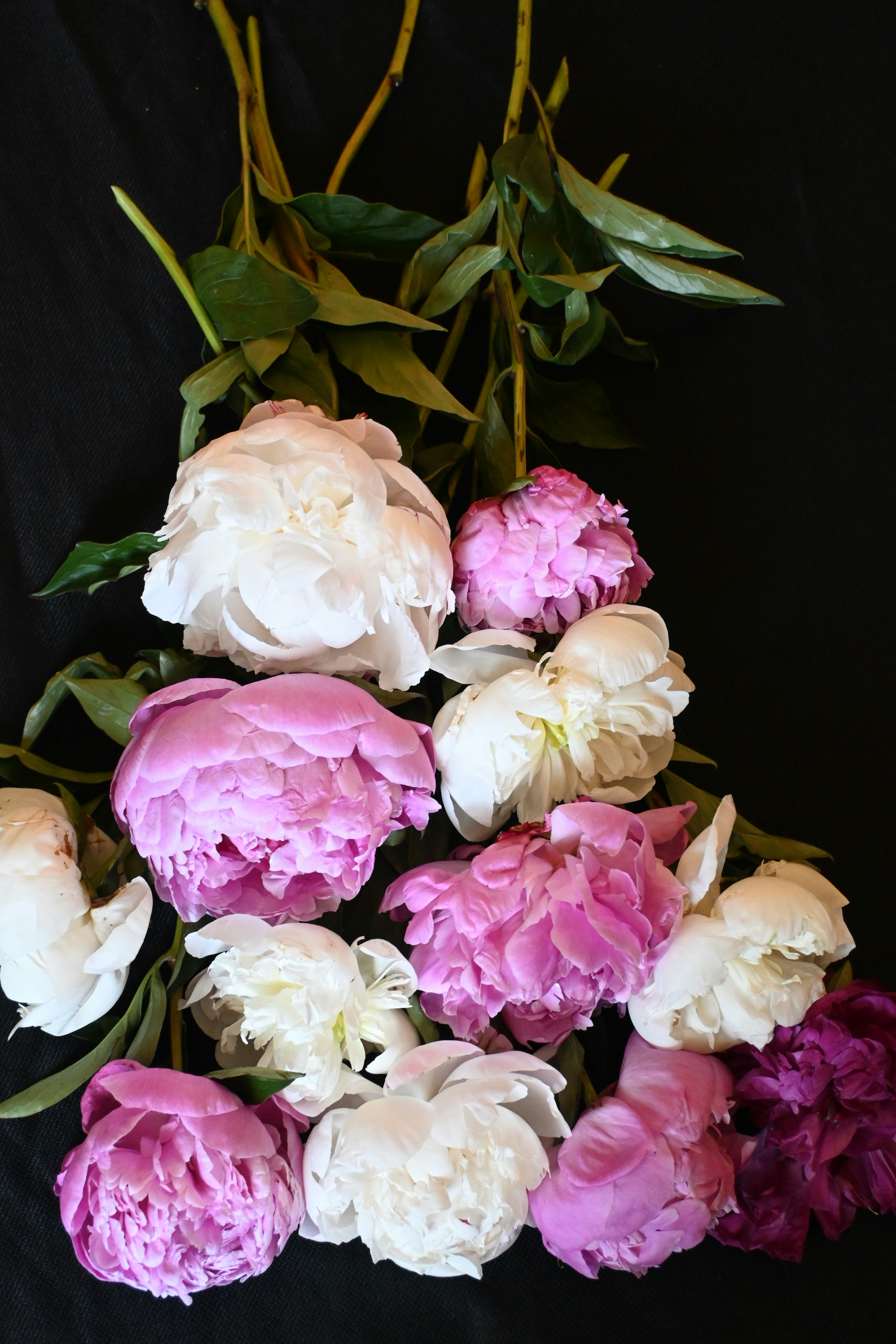 Beautiful pink and white peonies on a black background.