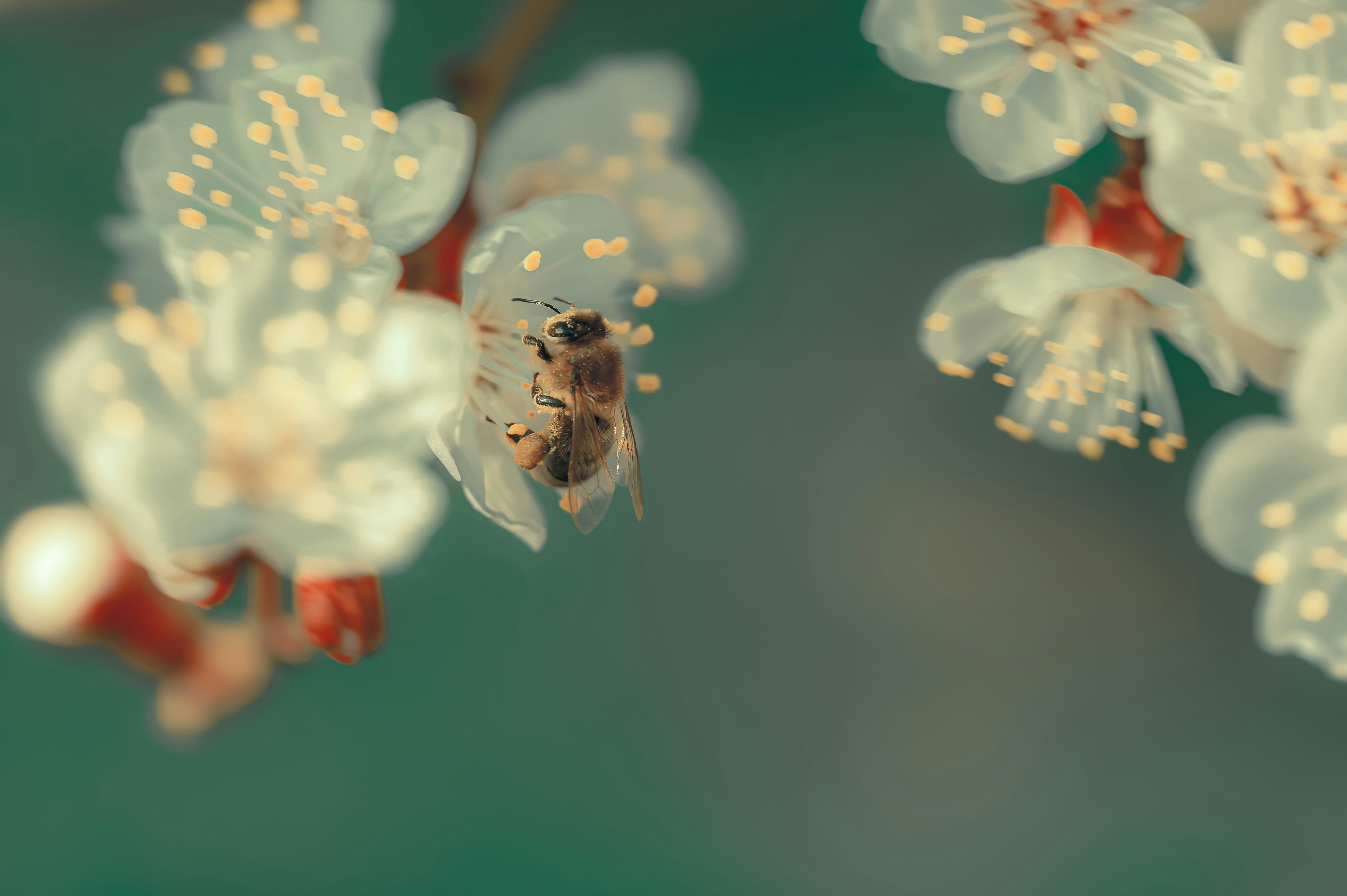 Harmony of Nature: A Bee's Ballet Among Blossoms