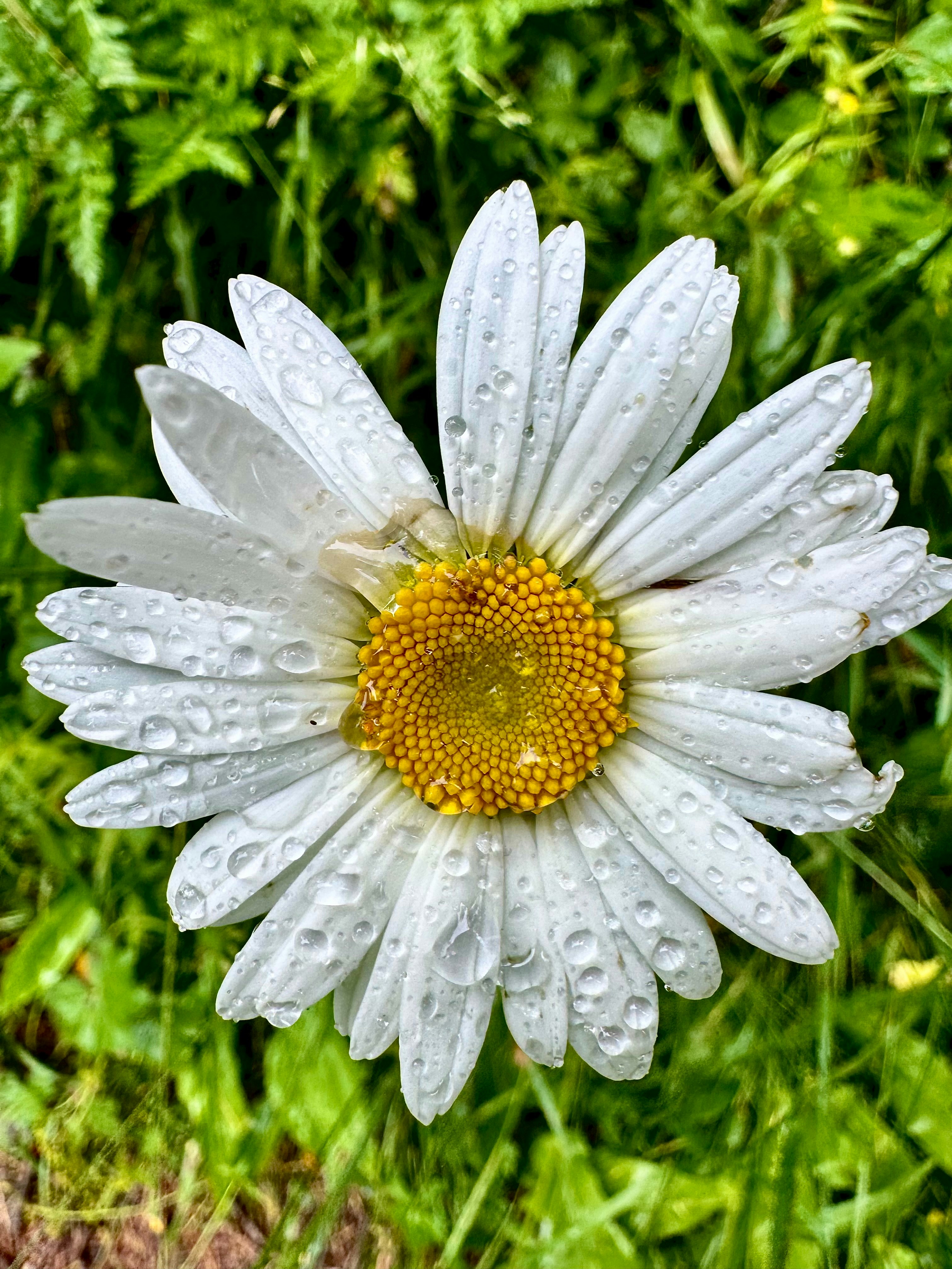 Nature's Gem: A Dew-Kissed Daisy