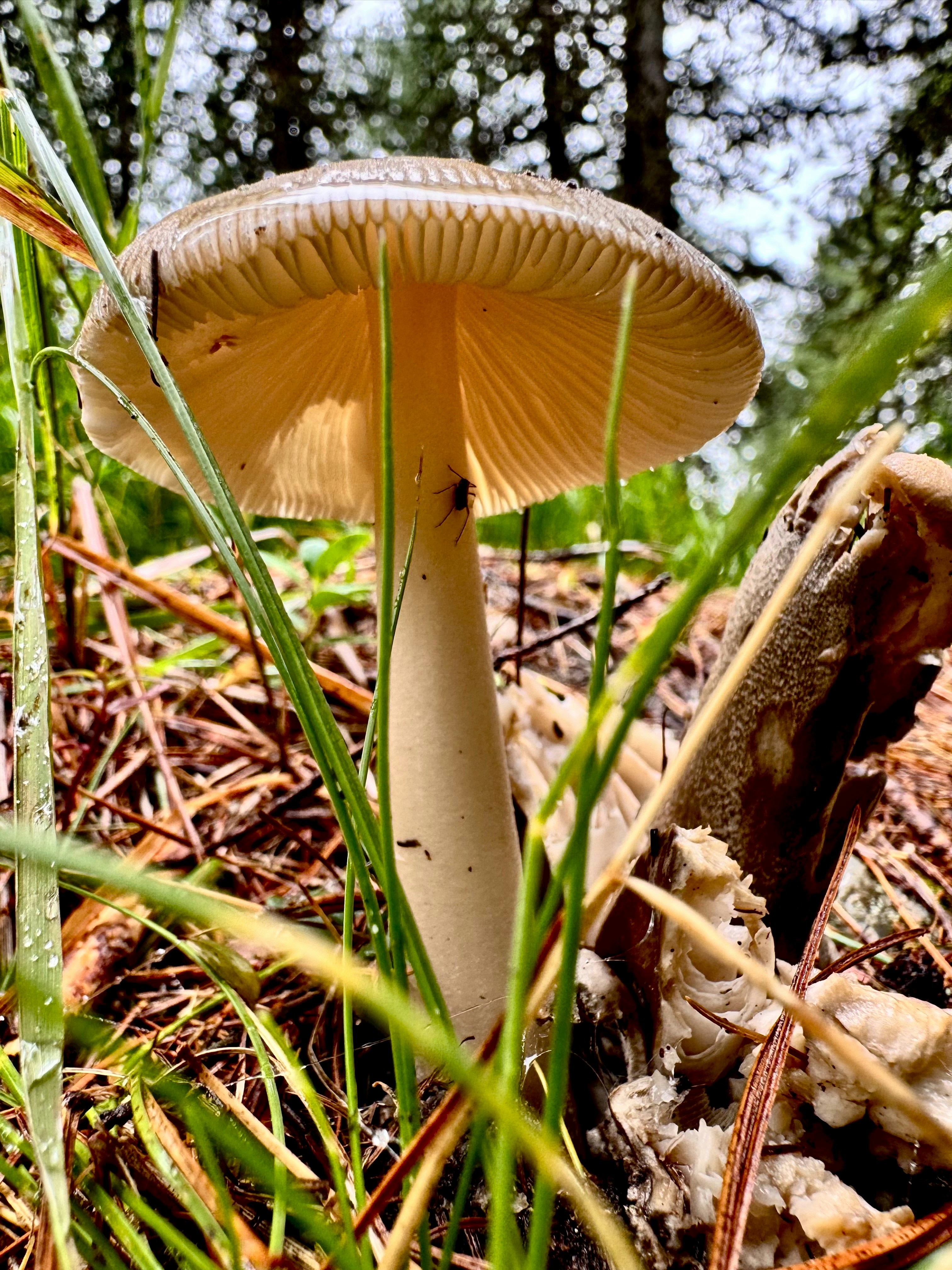 Nature's Umbrella: A Mushroom's Perspective