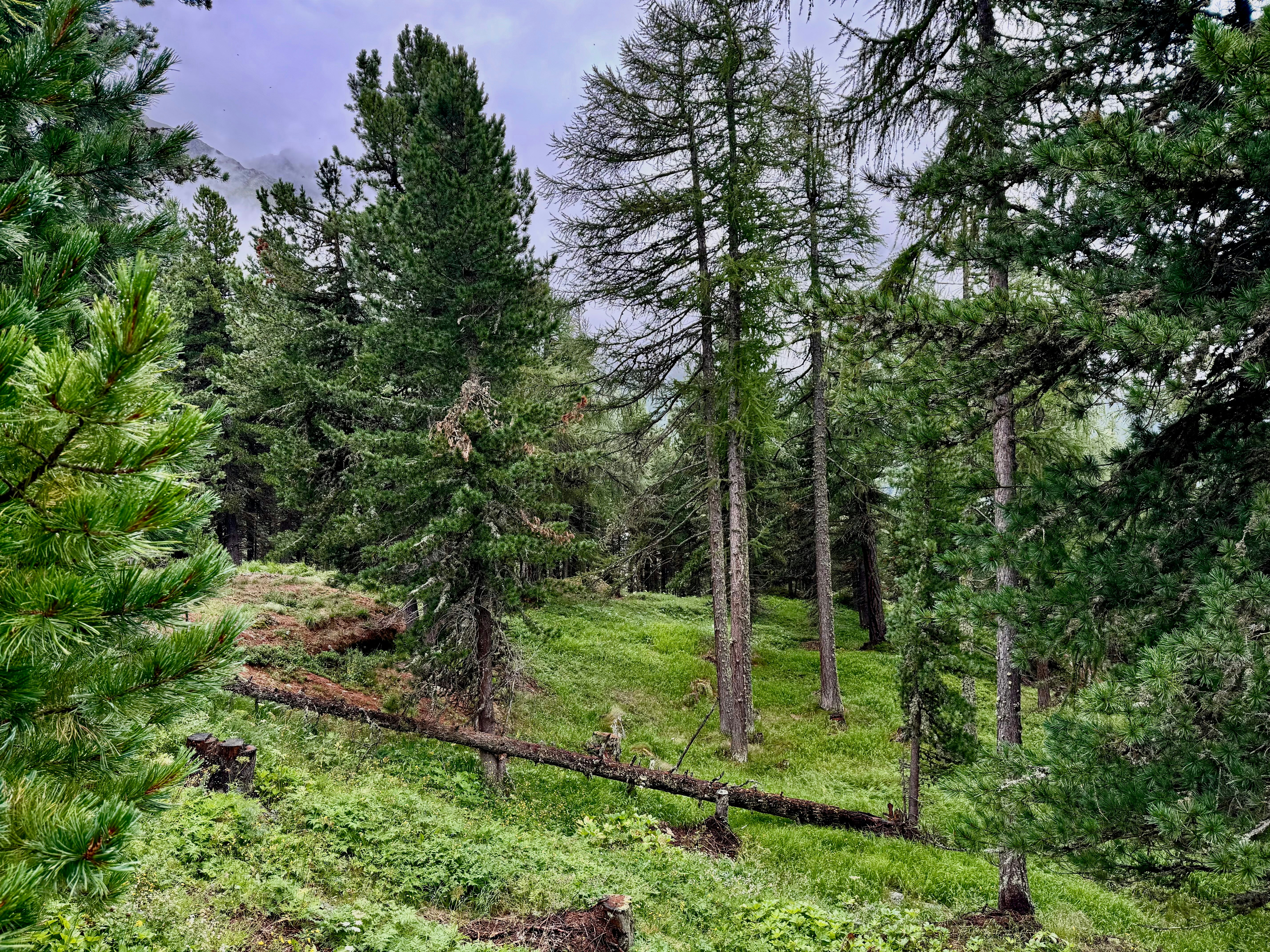 Swiss Forest 1 | Trees and greenery fill a lush forest landscape.