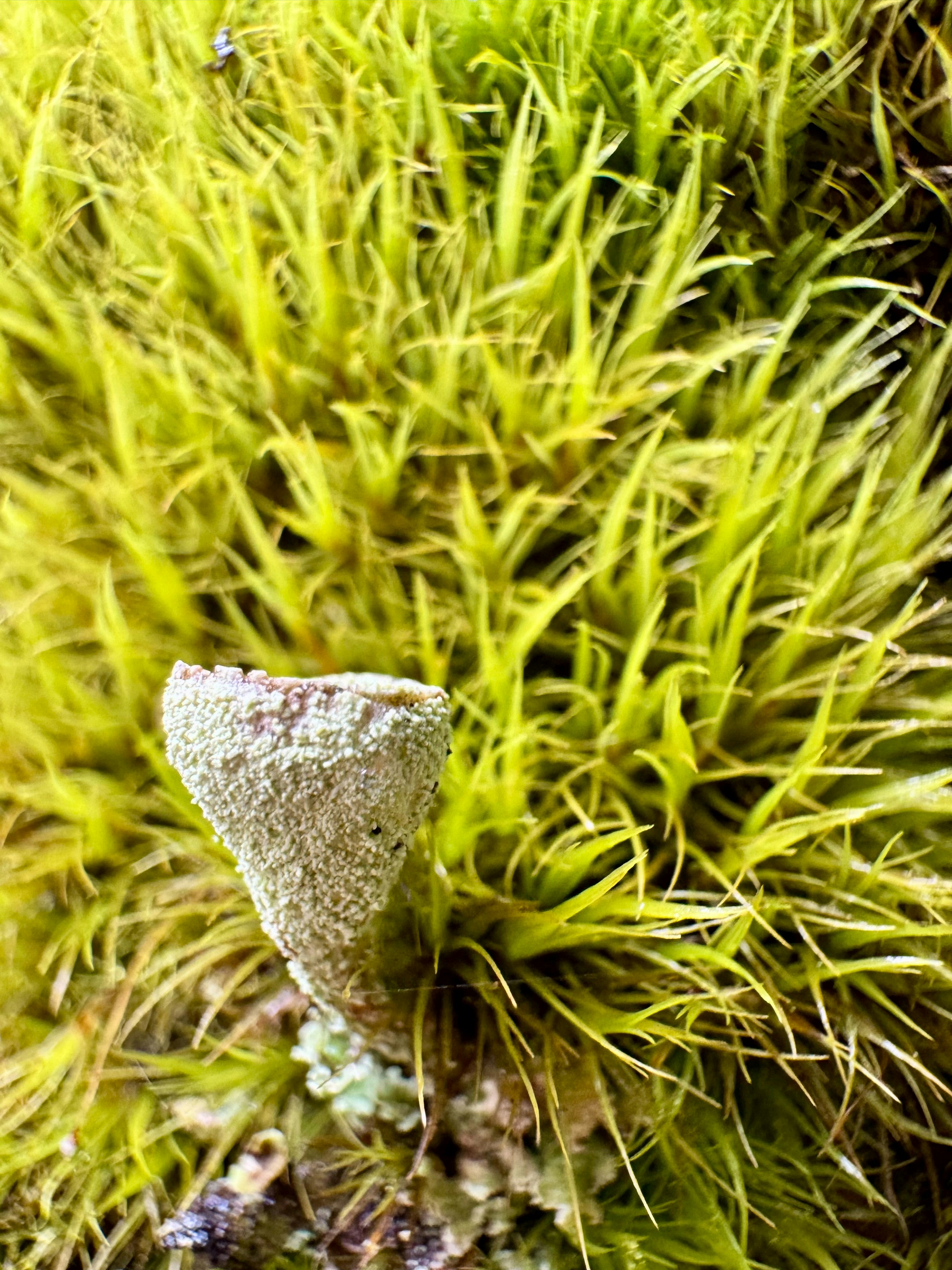 A close-up of a lichen growing amidst vibrant green moss, showcasing intricate details and textures. The contrast highlights the beauty of natural elements.