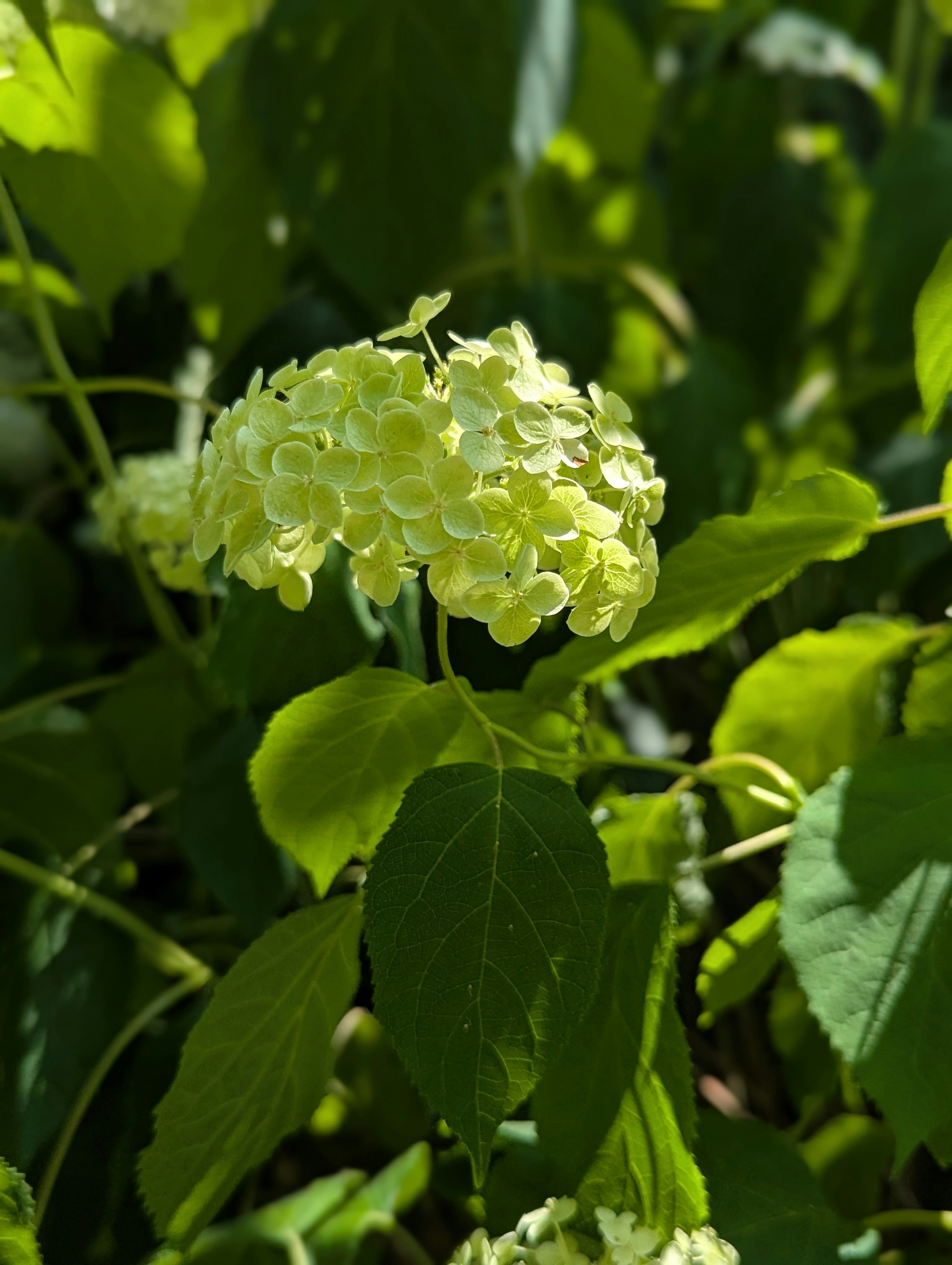 A delicate flower blooming amidst lush greenery.