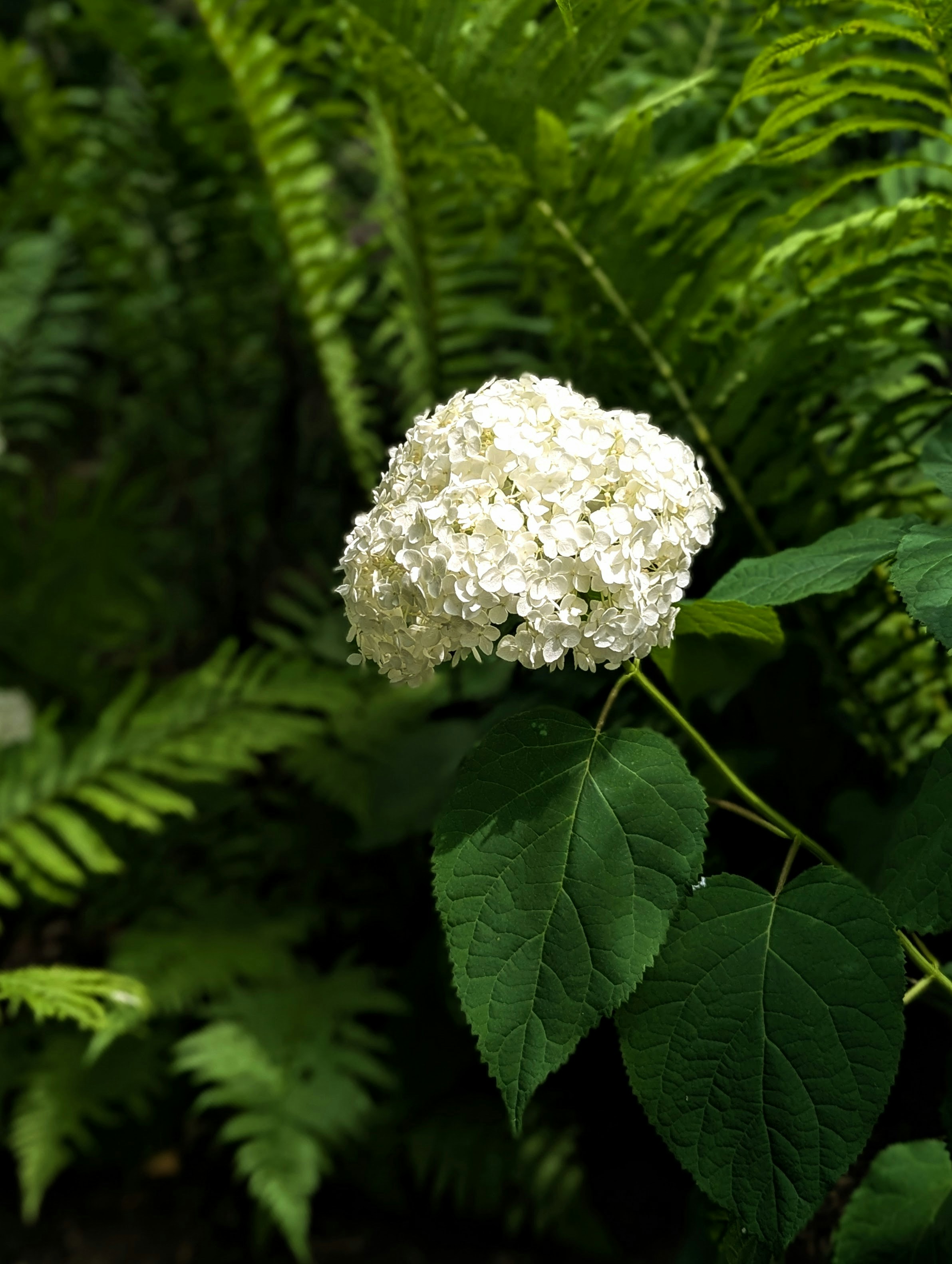 A white hydrangea flower against green foliage.