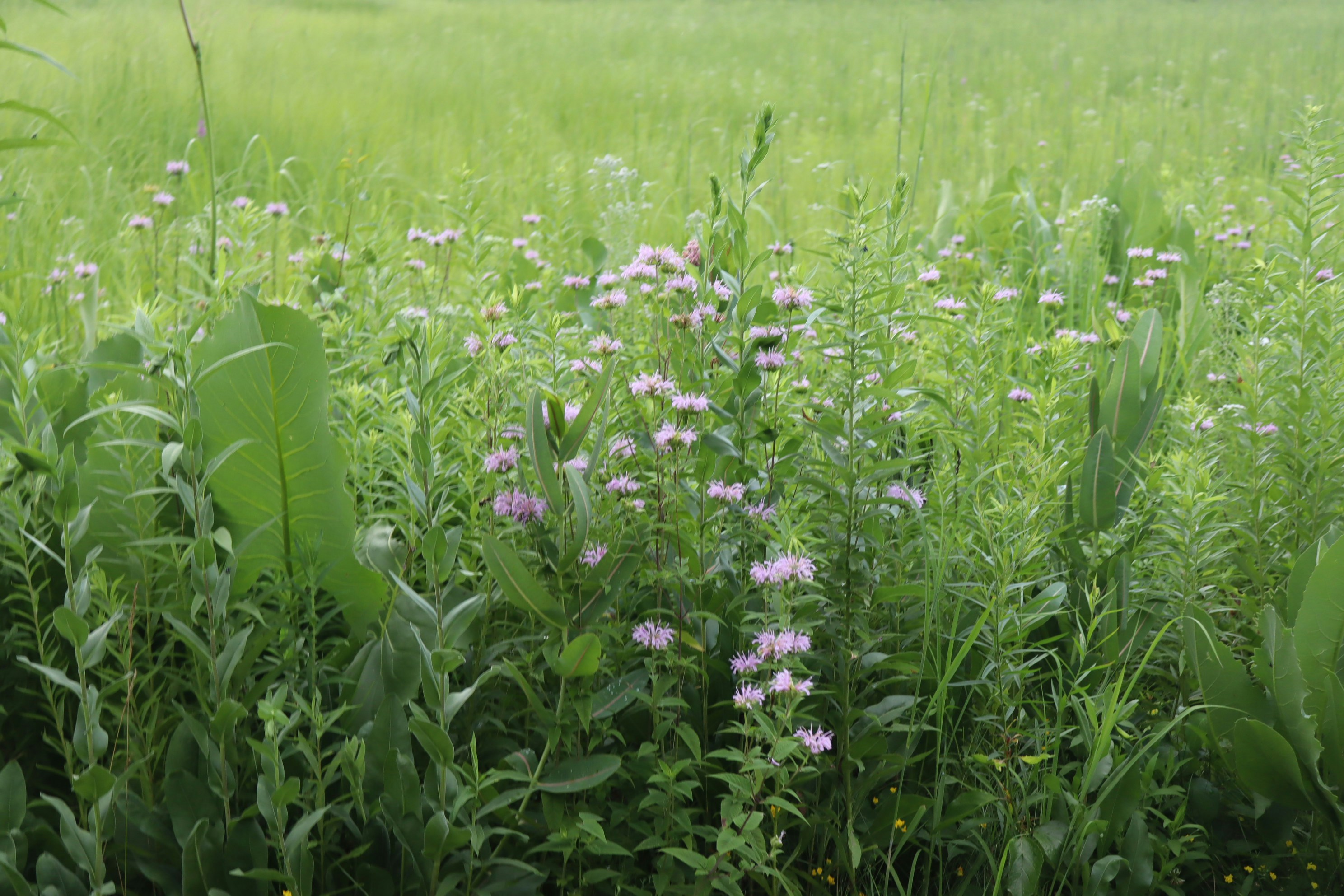 Wildflowers bloom in a grassy field.