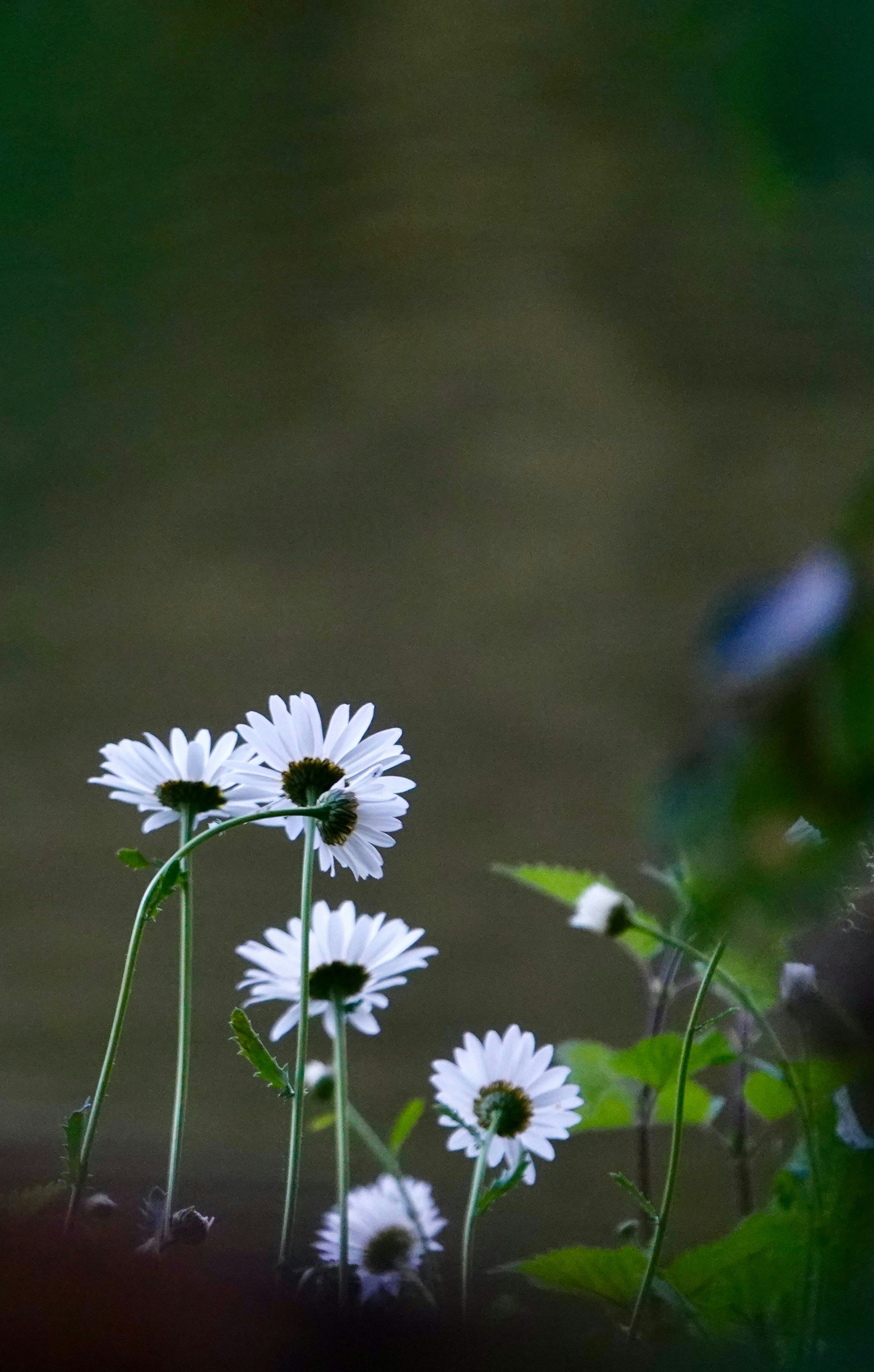 Whispers of Nature: A Floral Serenade